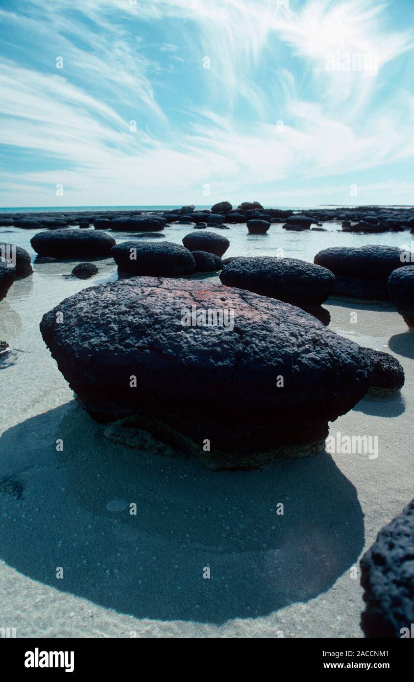 Stromatolites. These are mineralised microbial communities, formed from ...