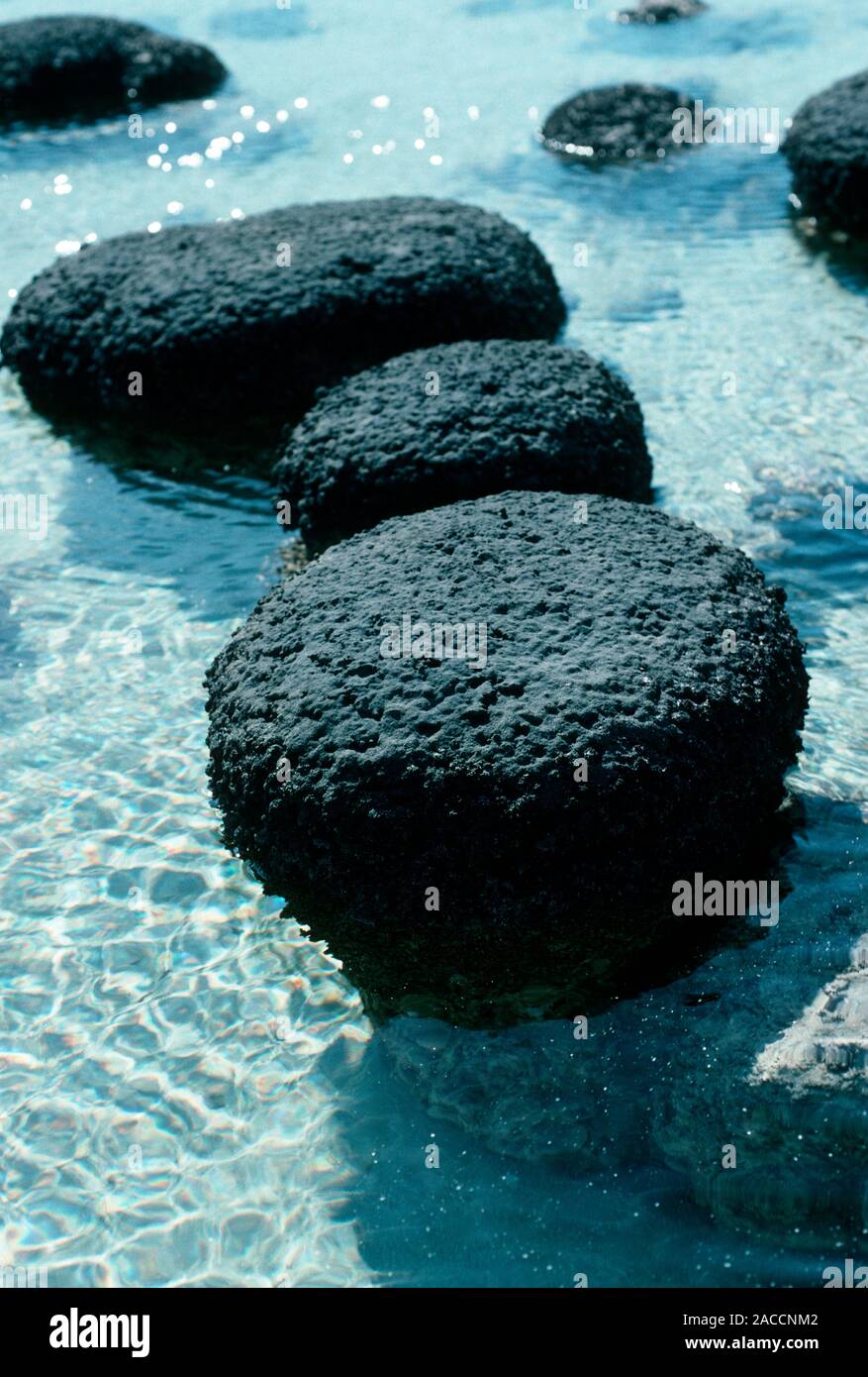 Stromatolites. These are mineralised microbial communities, formed from ...