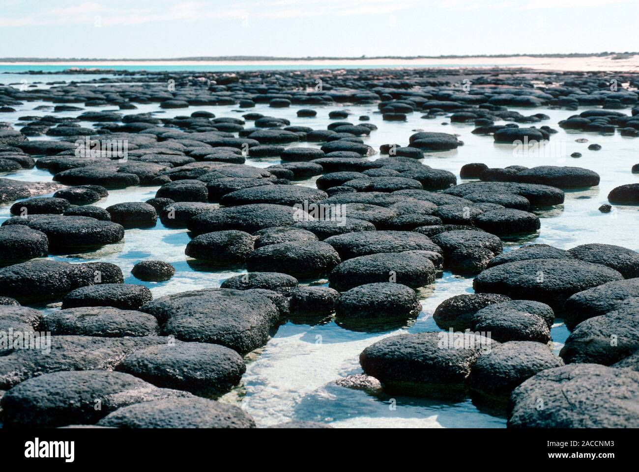 Stromatolites. These are mineralised microbial communities, formed from ...