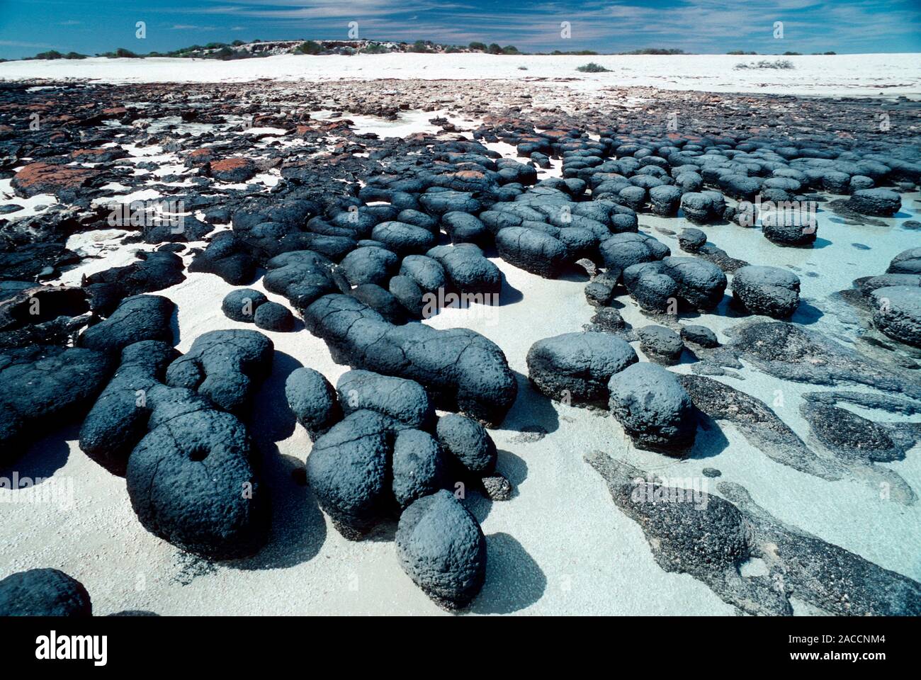Stromatolites. These are mineralised microbial communities, formed from ...