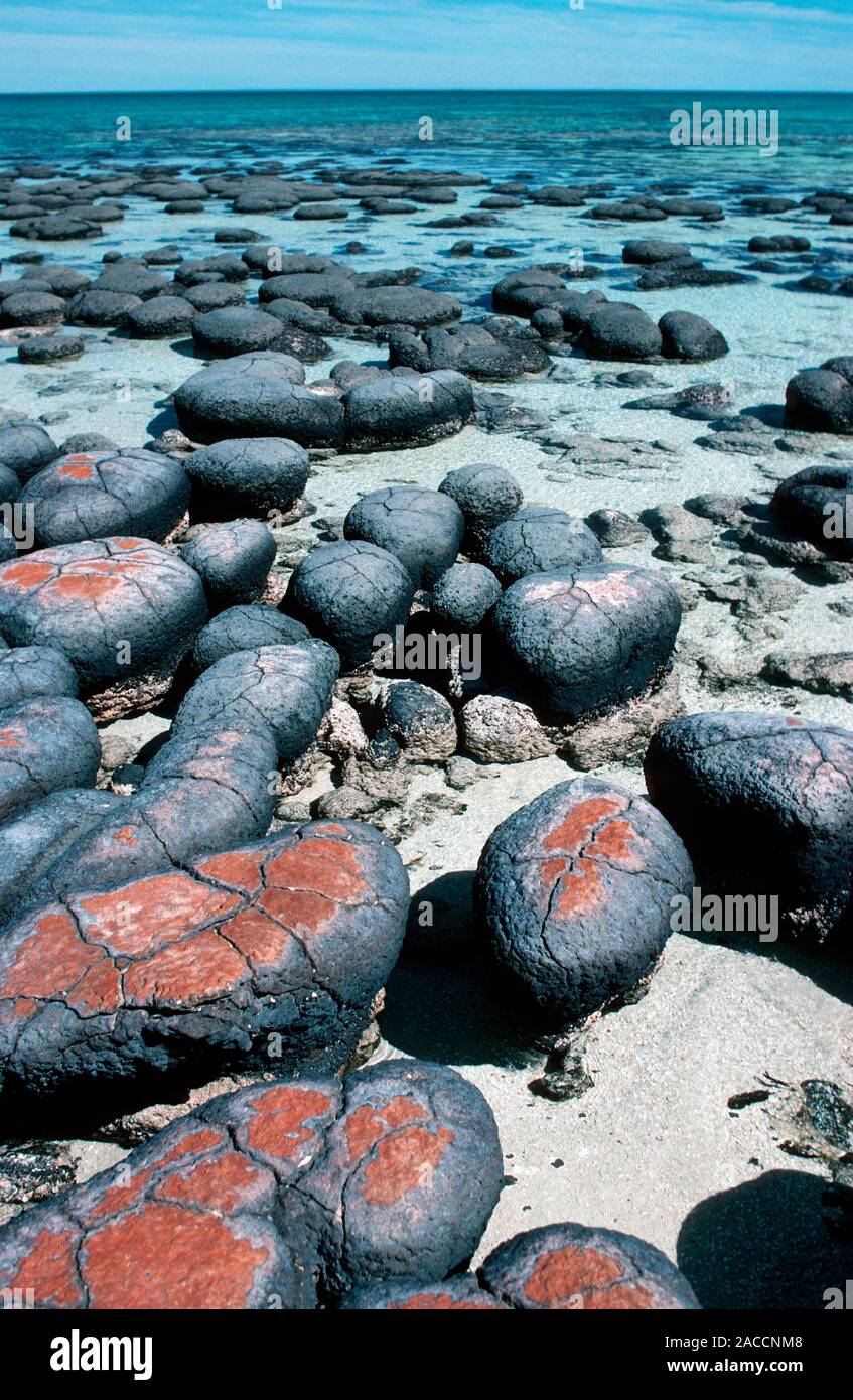 Stromatolites. These are mineralised microbial communities, formed from ...