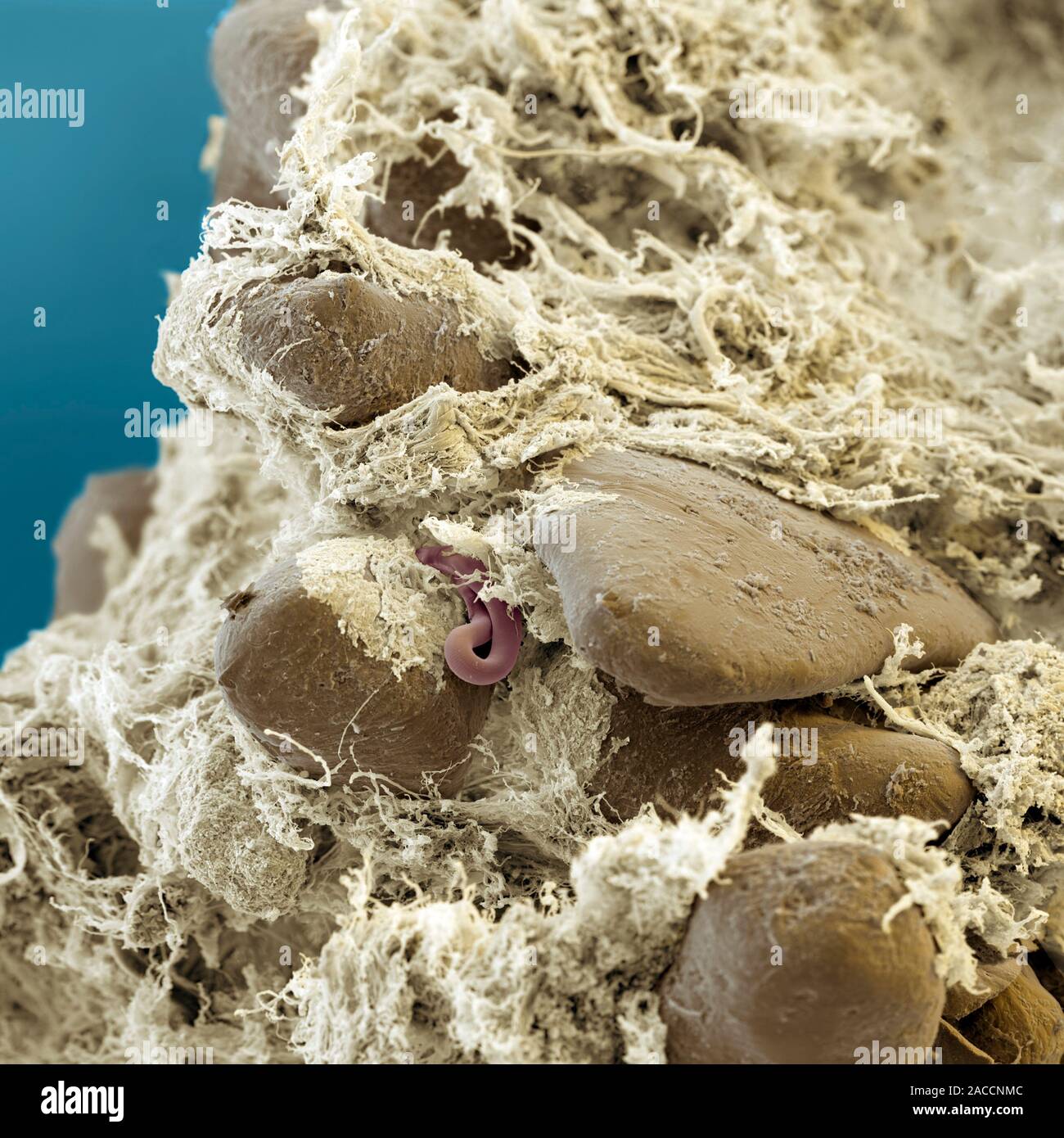 Stromatolite, coloured scanning electron micrograph (SEM ...