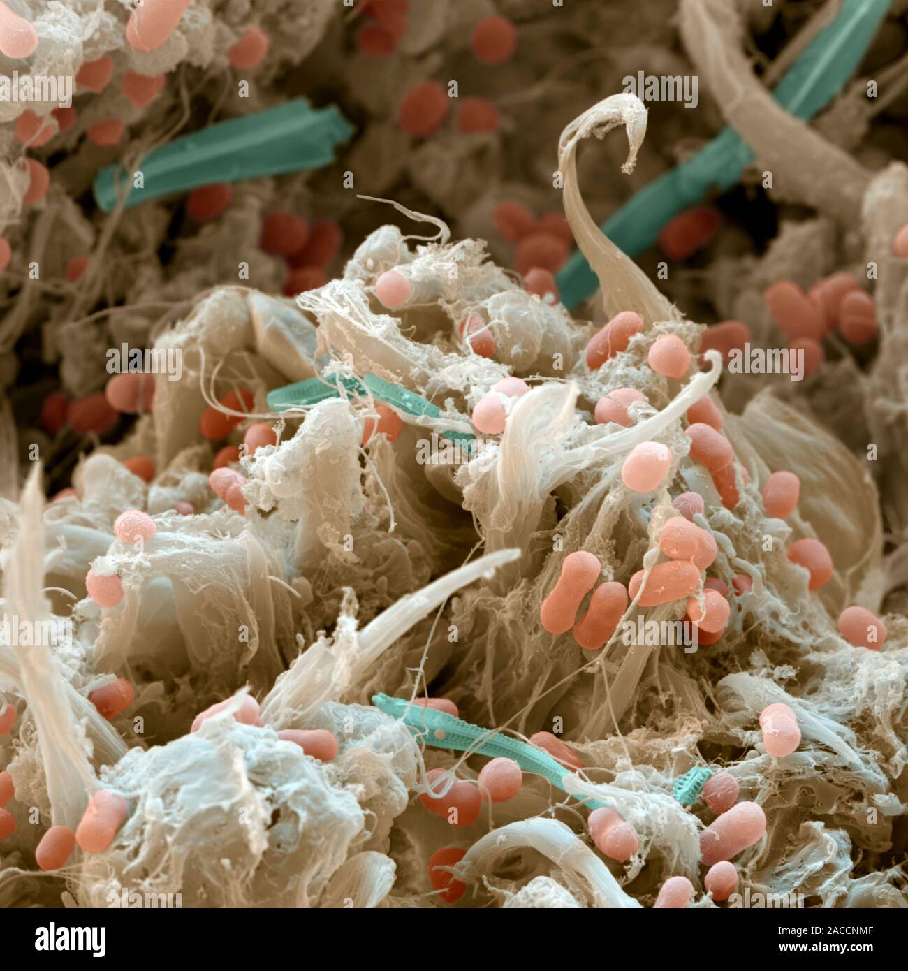 Stromatolite, coloured scanning electron micrograph (SEM ...