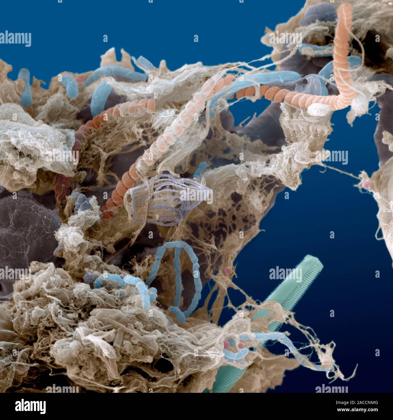 Stromatolite, coloured scanning electron micrograph (SEM ...