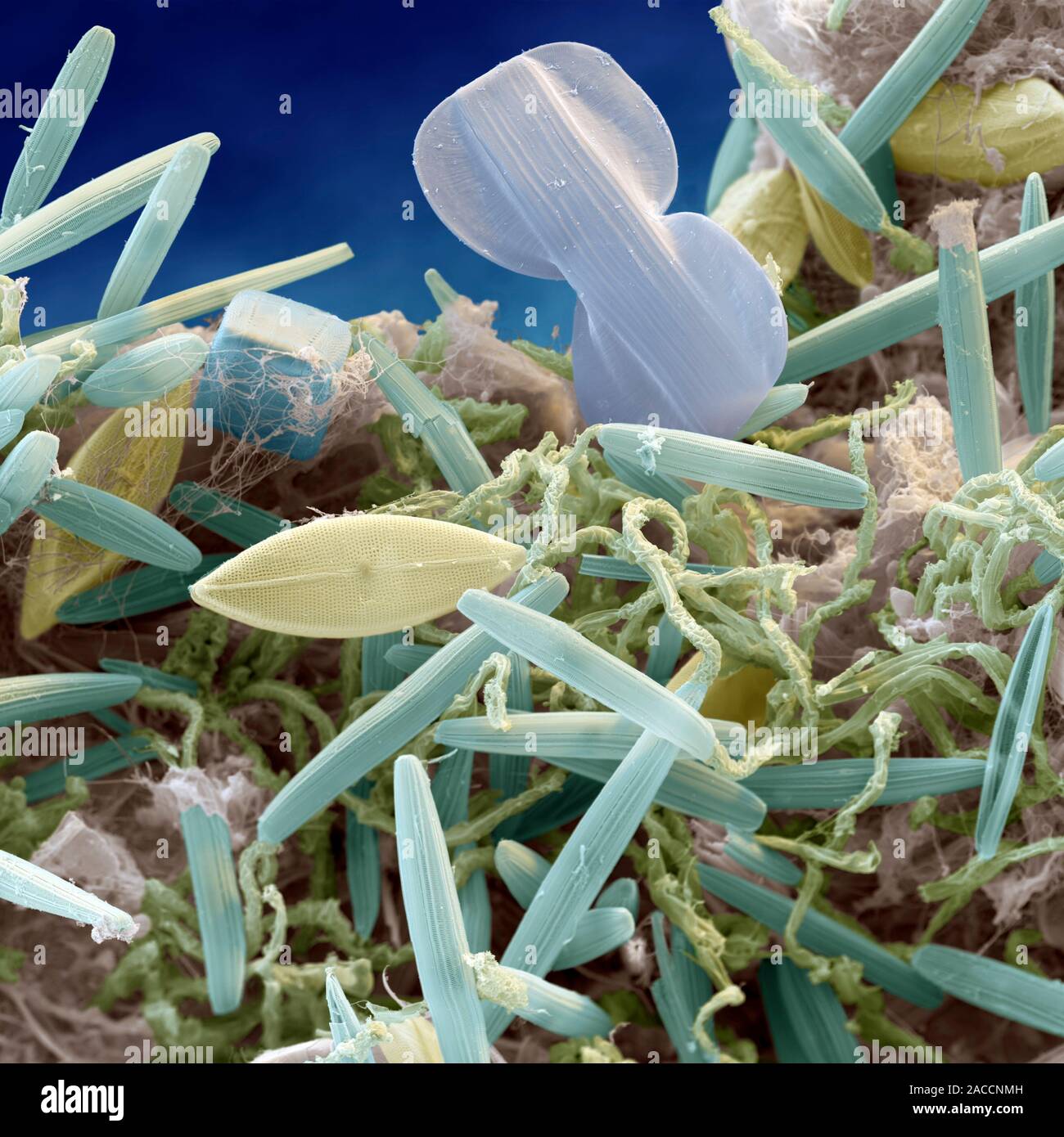 Stromatolite, coloured scanning electron micrograph (SEM ...