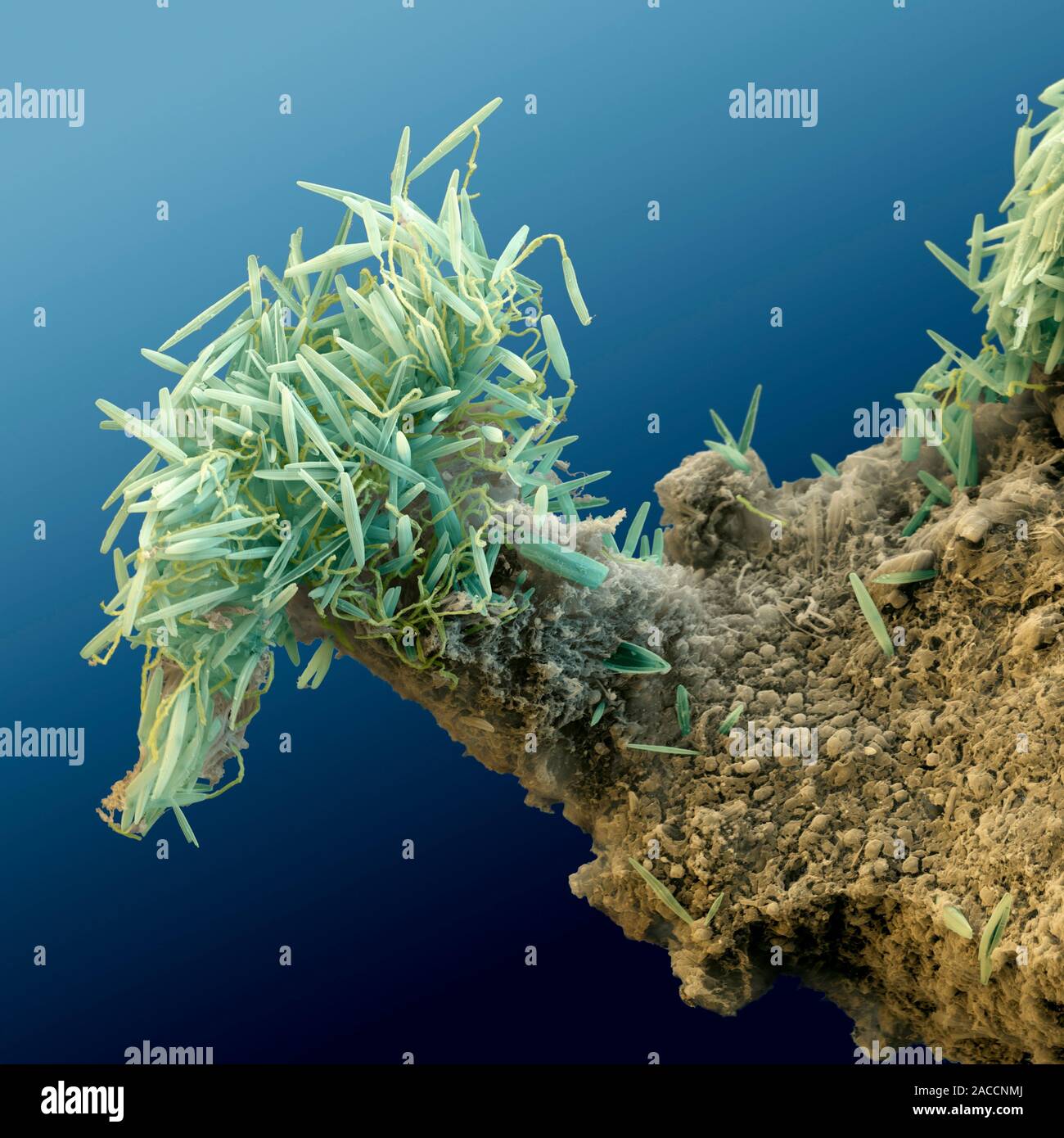 Stromatolite, coloured scanning electron micrograph (SEM ...