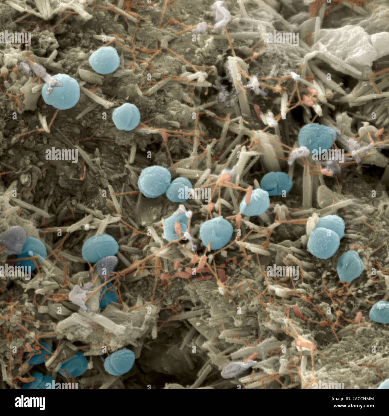 Stromatolite, coloured scanning electron micrograph (SEM ...