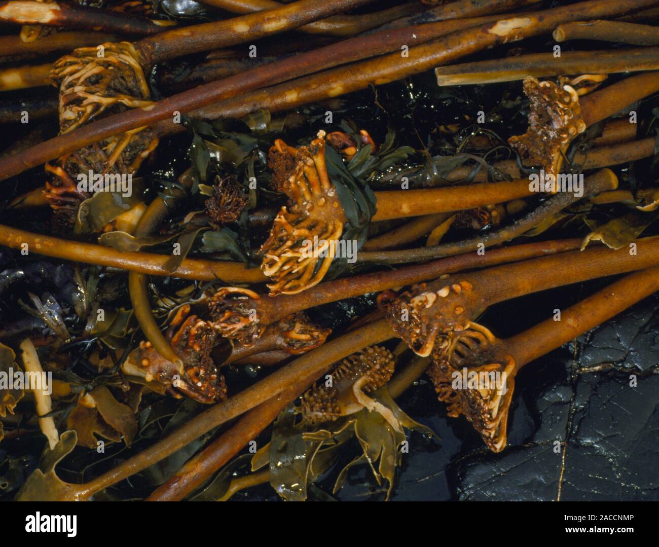 Kelp Laminaria sp.,(hyperborea or digitata), a large brown algae ...