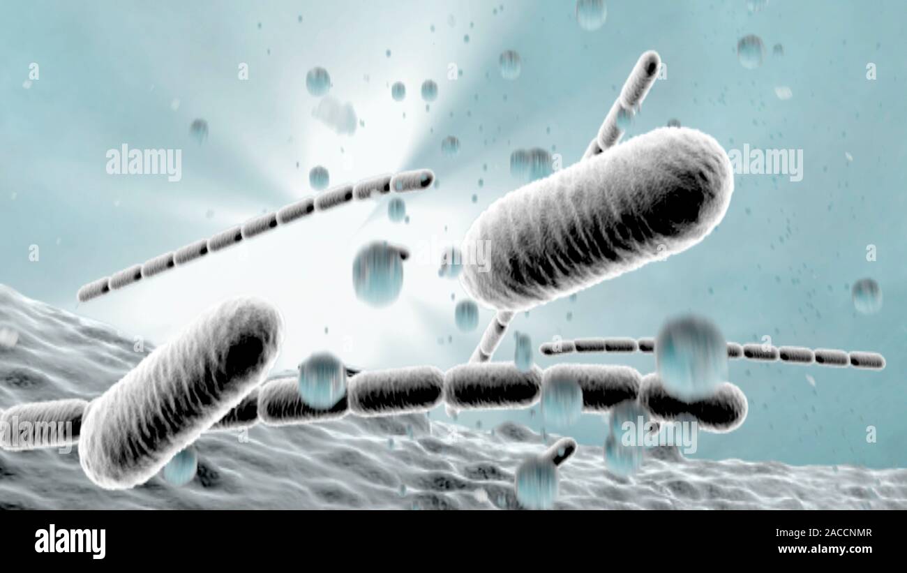 Cyanobacteria, computer artwork. Cyanobacteria (formerly known as blue ...