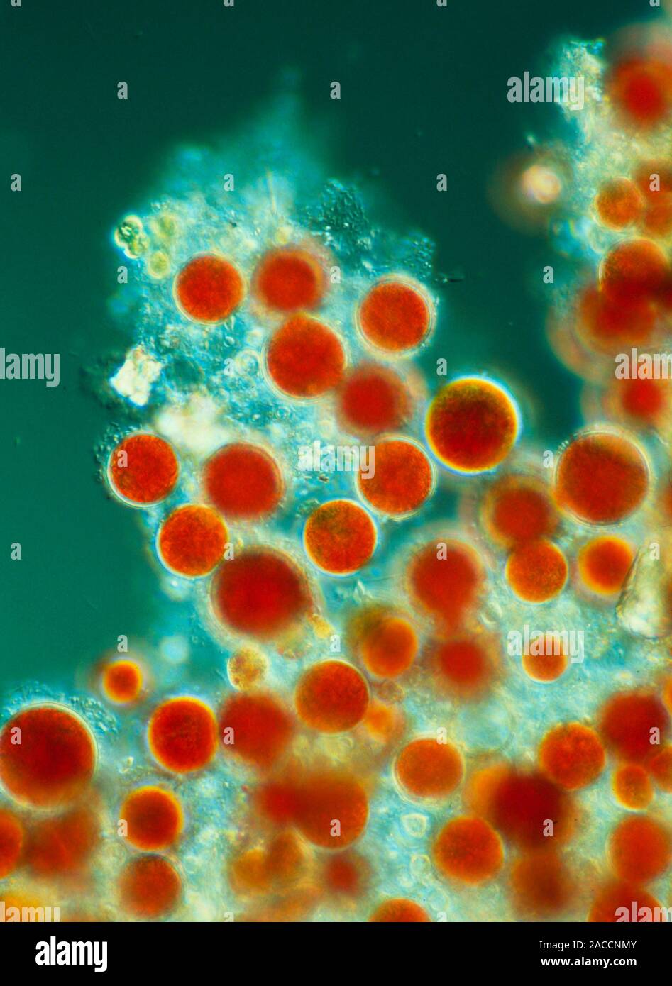 Light Micrograph Of A Colony Of Porphyridium Sp A Unicellular Freshwater Algae Belonging To
