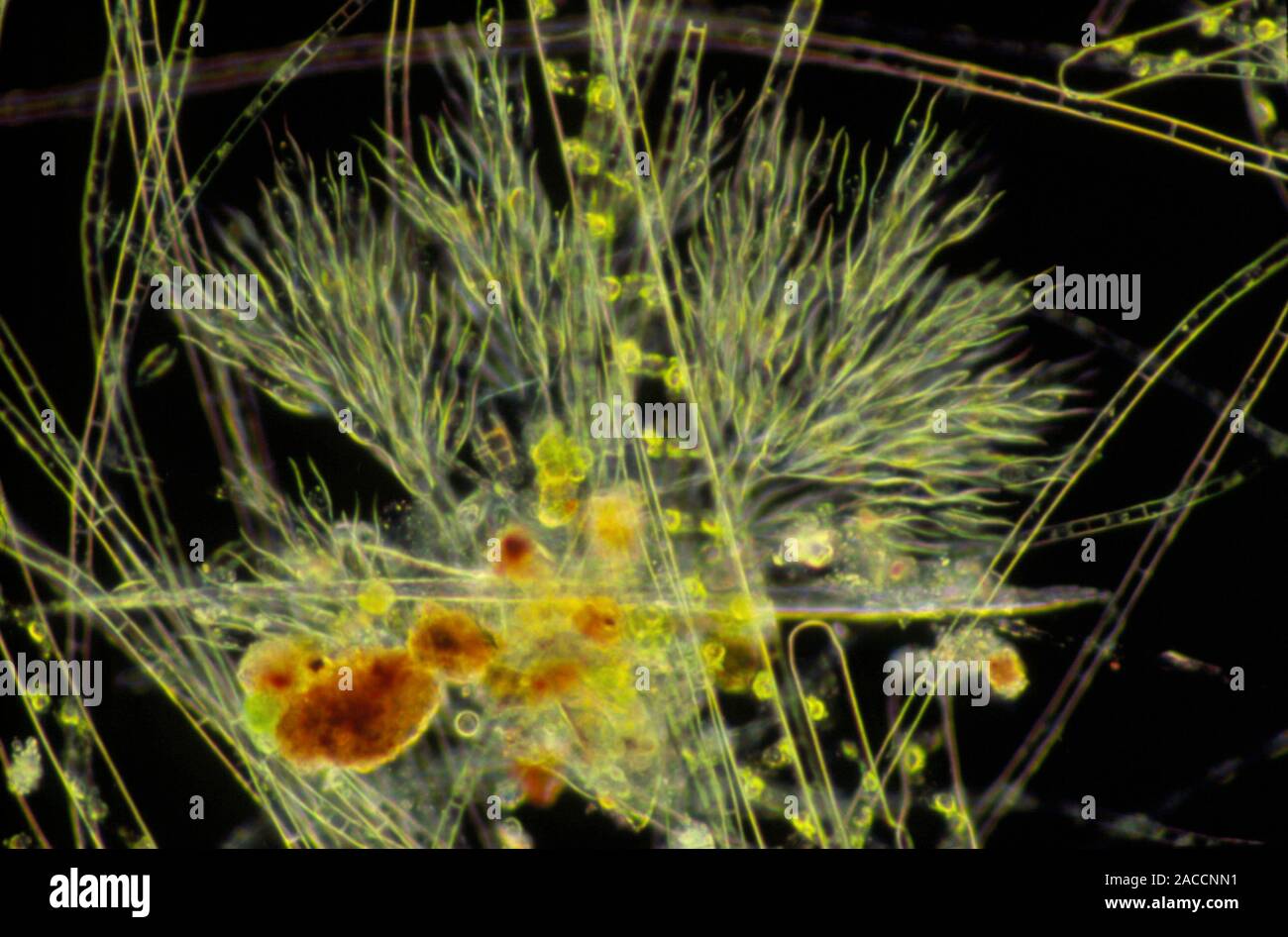 Light micrograph of a branching colony of the golden- brown alga ...