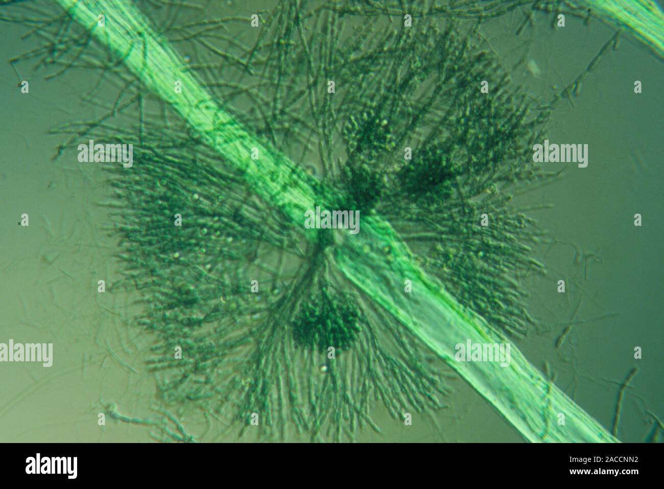 Batrachospermum algae. Light micrograph of the filamentous algae ...