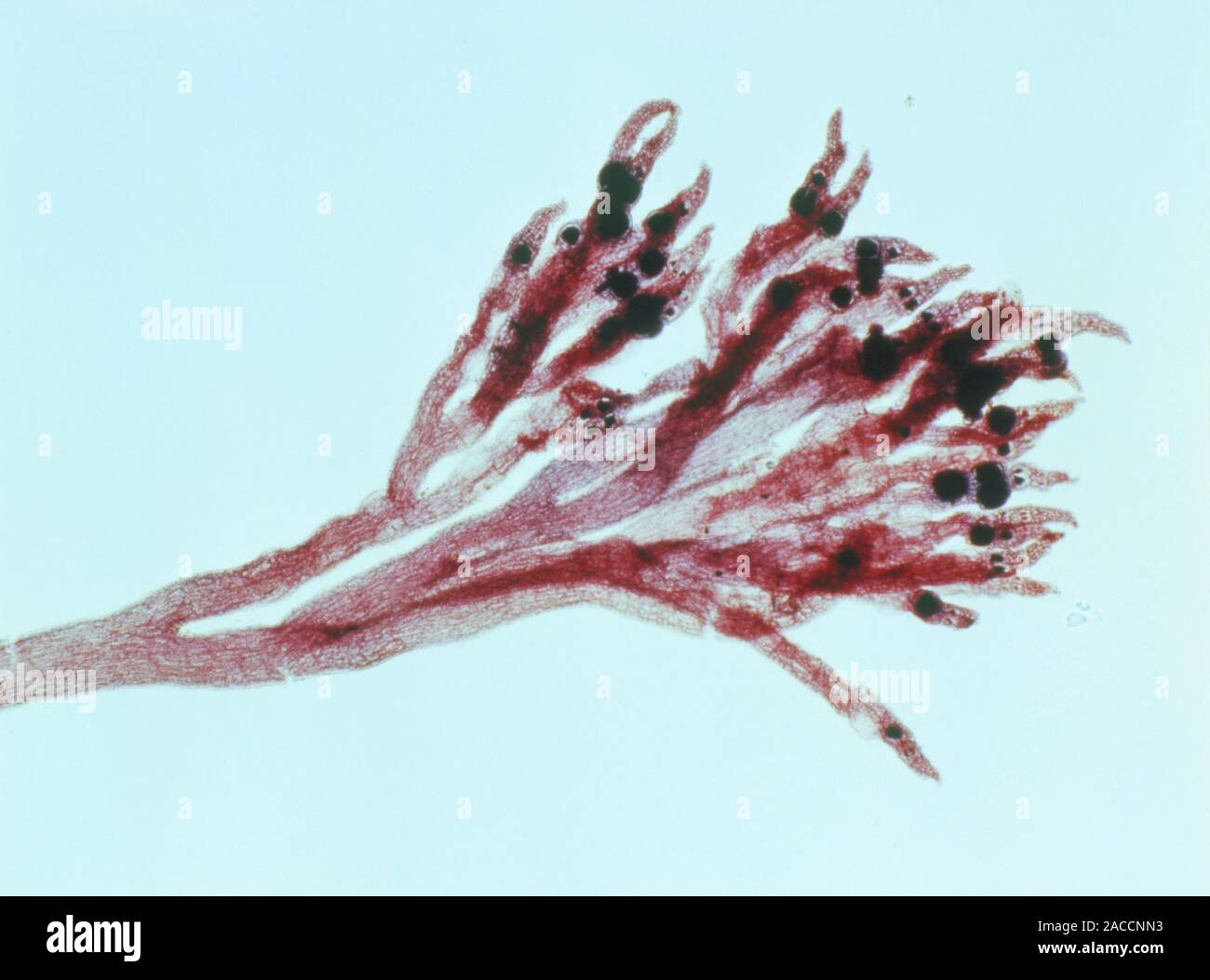 Rhodomela algae. Light micrograph of part of the branching thallus of ...