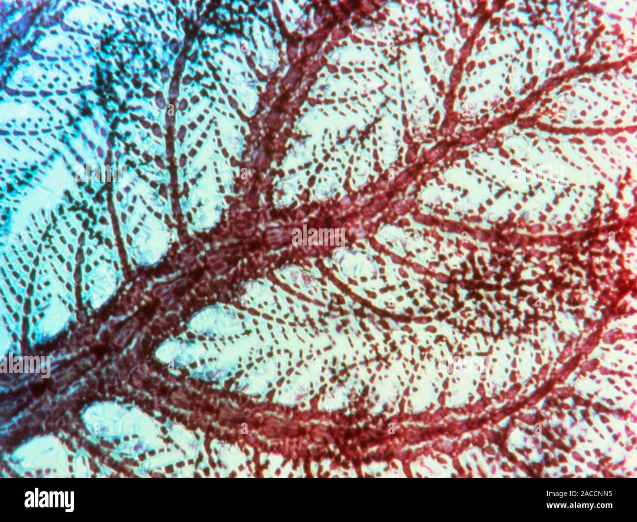Plumaria algae. Light micrograph of part of the finely branched thallus ...