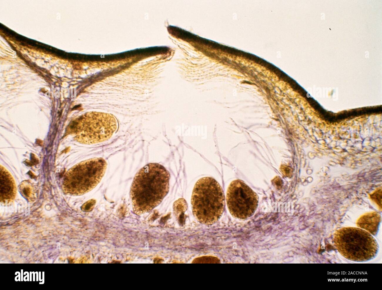 Light micrograph of Fucus, cross-section of receptacle showing ...