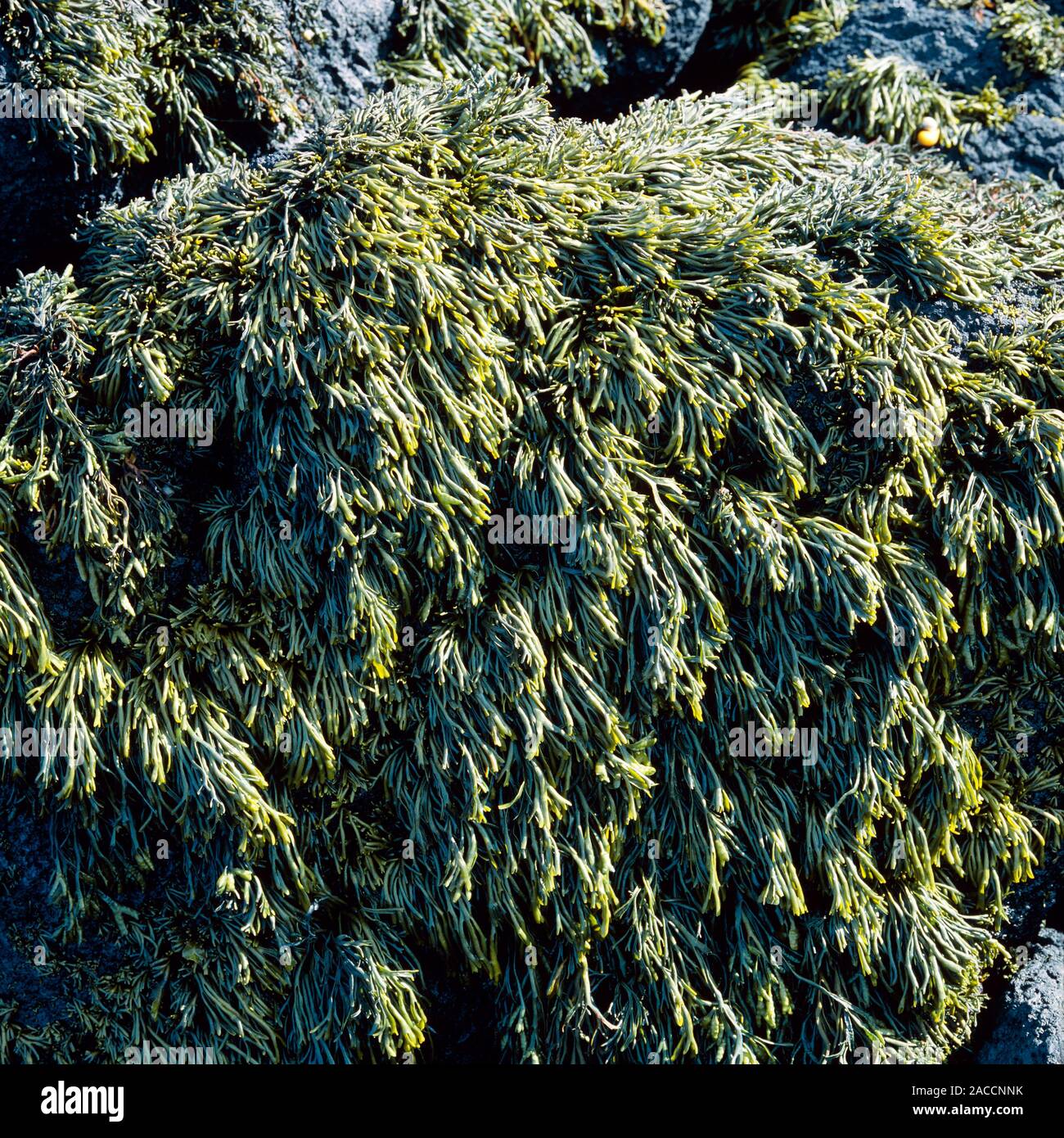 A rock covered in channeled wrack seaweed, Pelvetia canaliculata, a ...