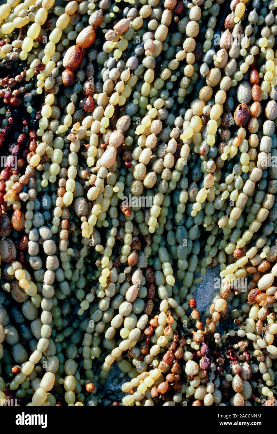'Sea Grapes', close-up view of the seaweed Hormosira banksii. The ...