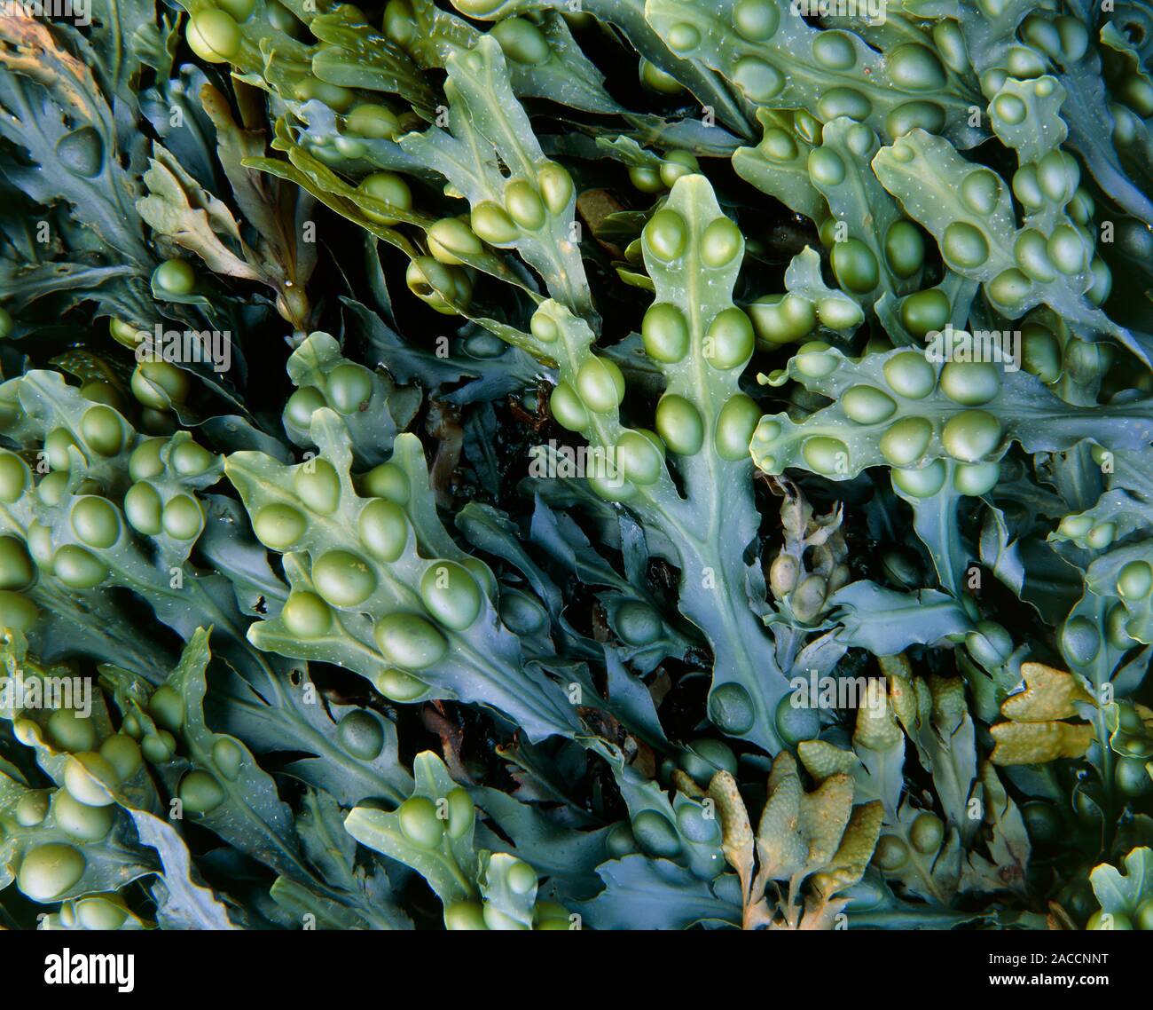 Seaweed. A patch of dark green seaweed exposed at low tide. The swollen ...
