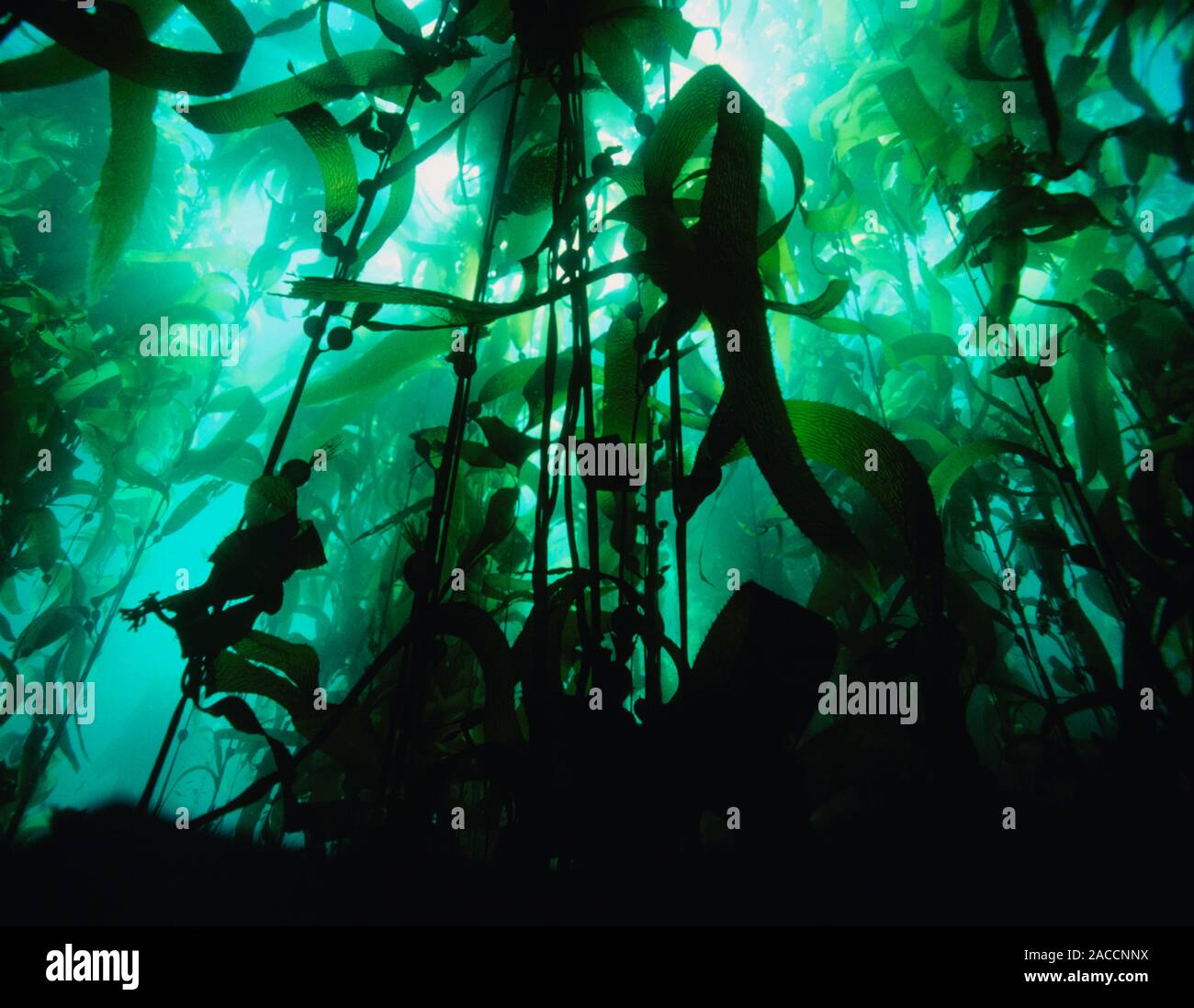 Giant kelp (Macrocystis pyrifera) underwater. Giant kelp is the largest ...