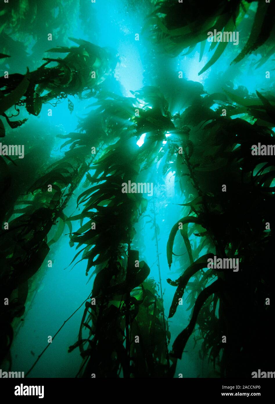 Giant kelp (Macrocystis pyrifera) underwater. Giant kelp is the largest ...