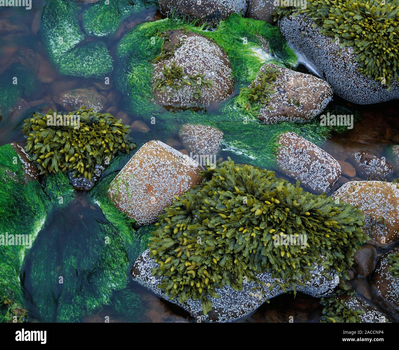 Seaweed exposed on a coast at low tide. Seaweeds are marine algae which ...