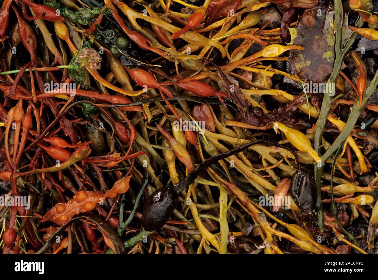 Assorted seaweeds on the foreshore at Kinloch Hourn in the West ...