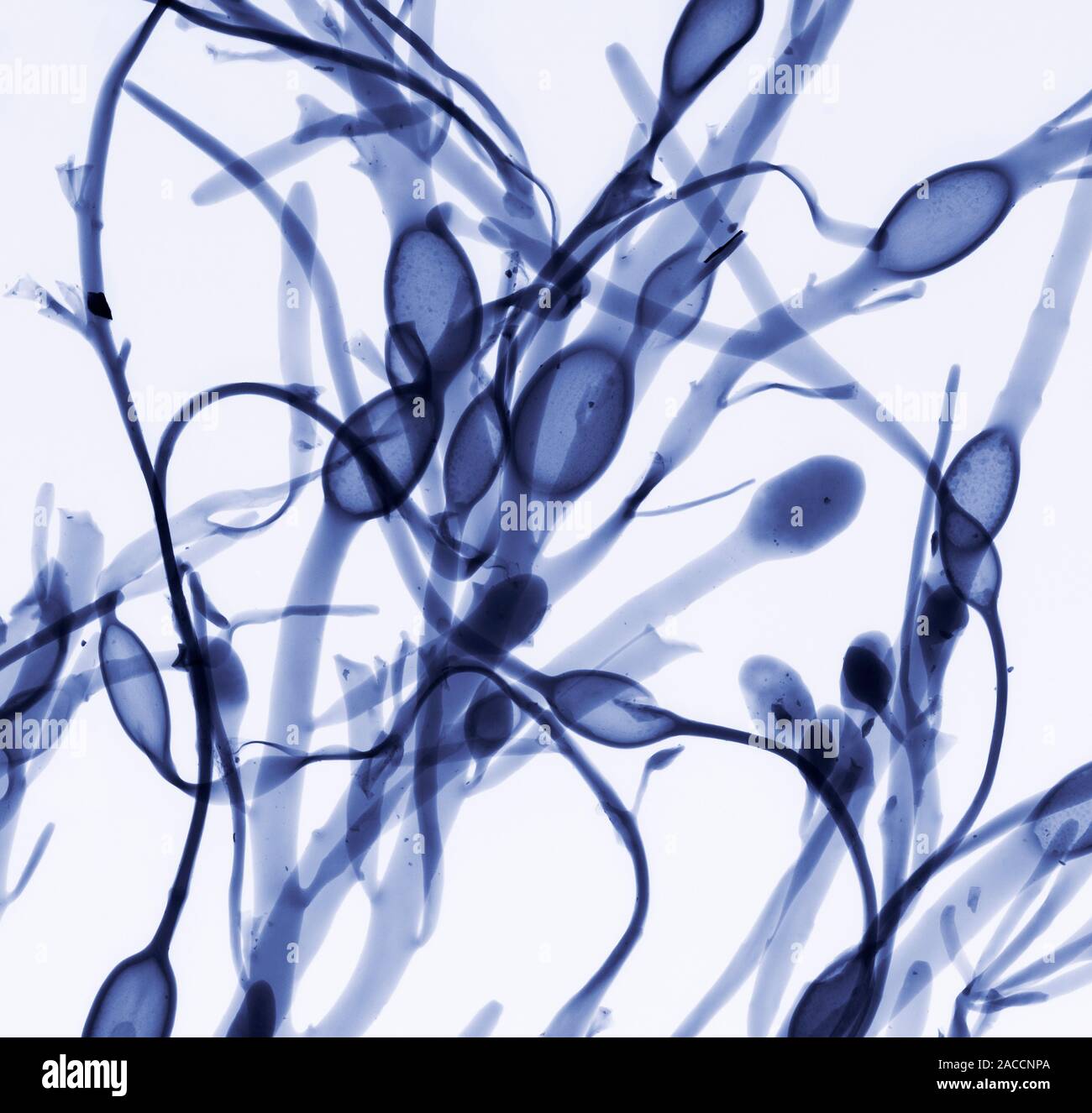 Seaweed, coloured X-ray Stock Photo - Alamy