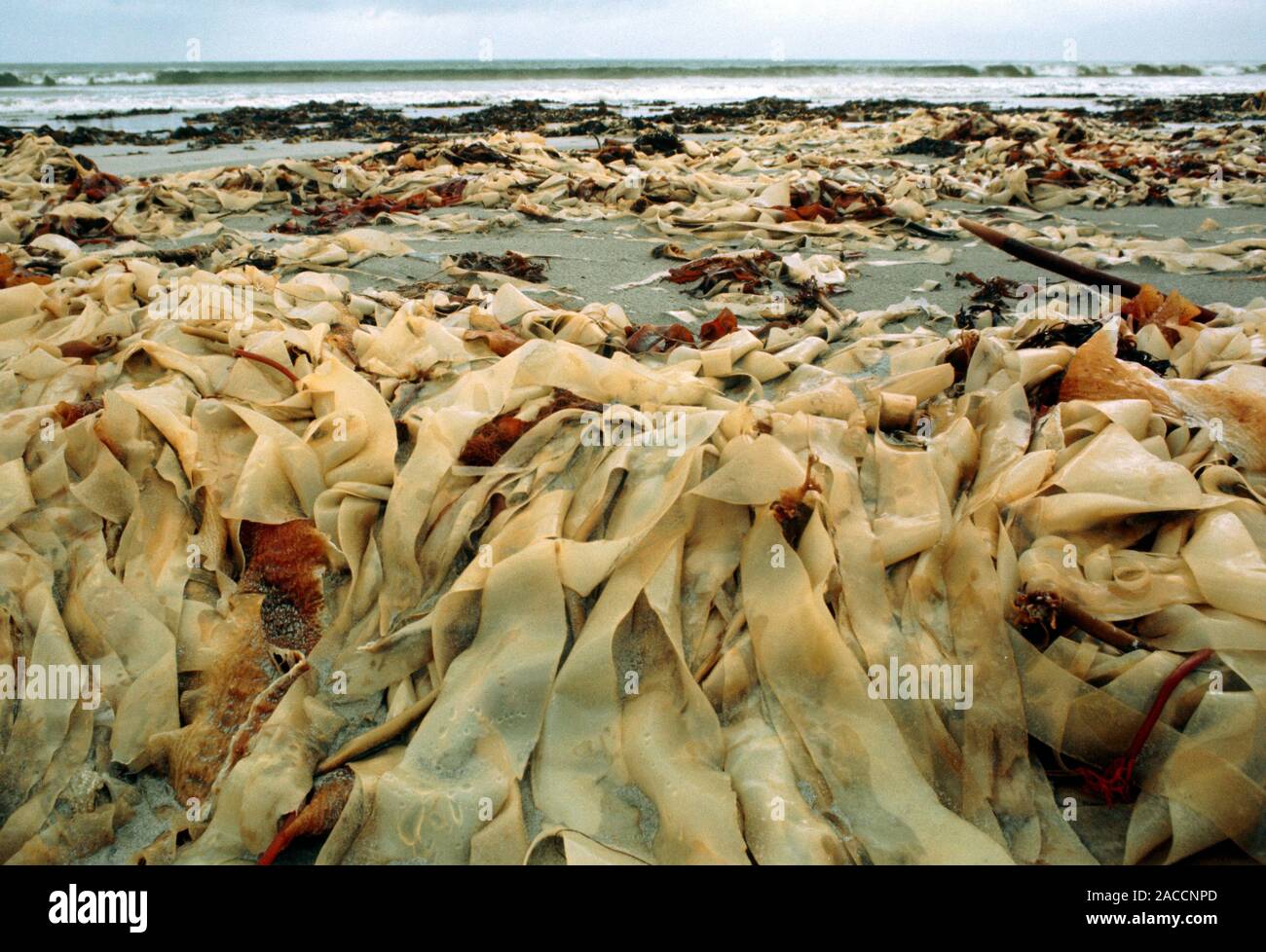 Laminaria. Kelp seaweed masses on a beach in Scotland Stock Photo - Alamy