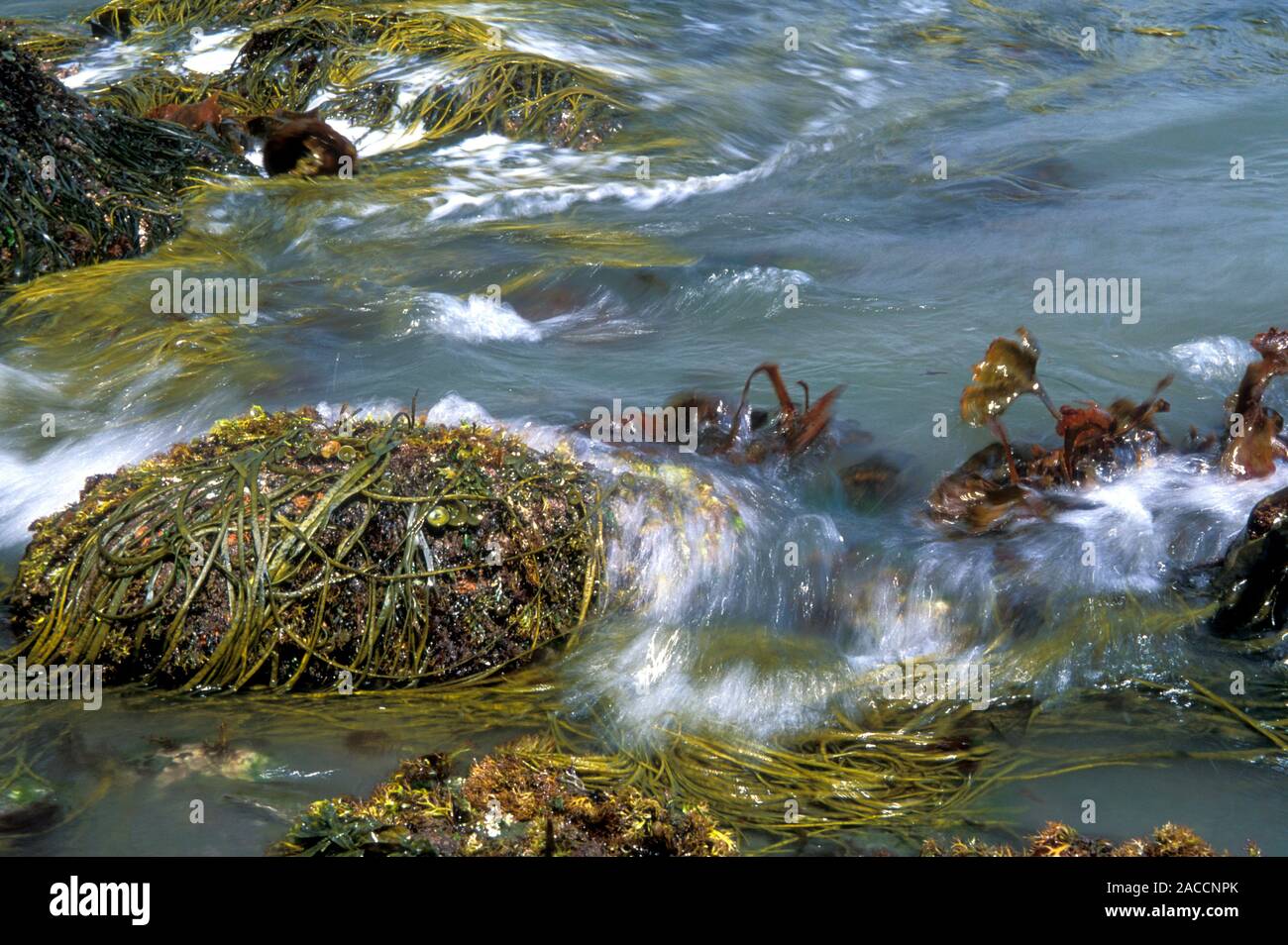 Thongweed. Tide coming in over thongweed (Himanthalia elongata). This ...