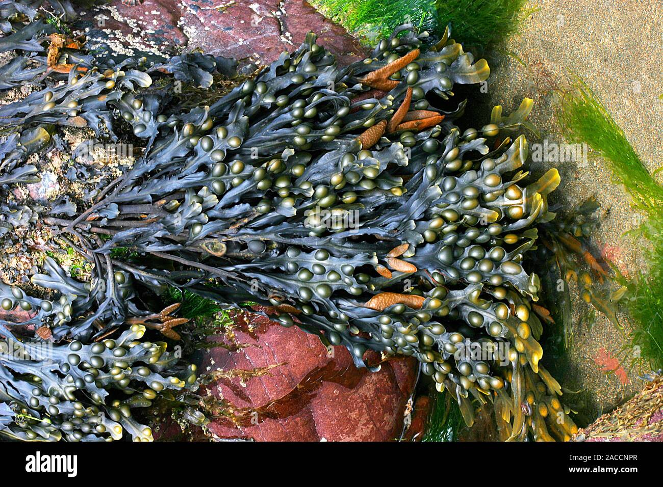 Bladder wrack seaweed (Fucus vesiculosus) thallus in a rocky shore. The ...