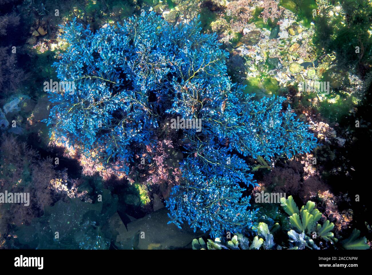 Rainbow wrack (Cystoseira tamariscifolia) submerged in a rock pool ...