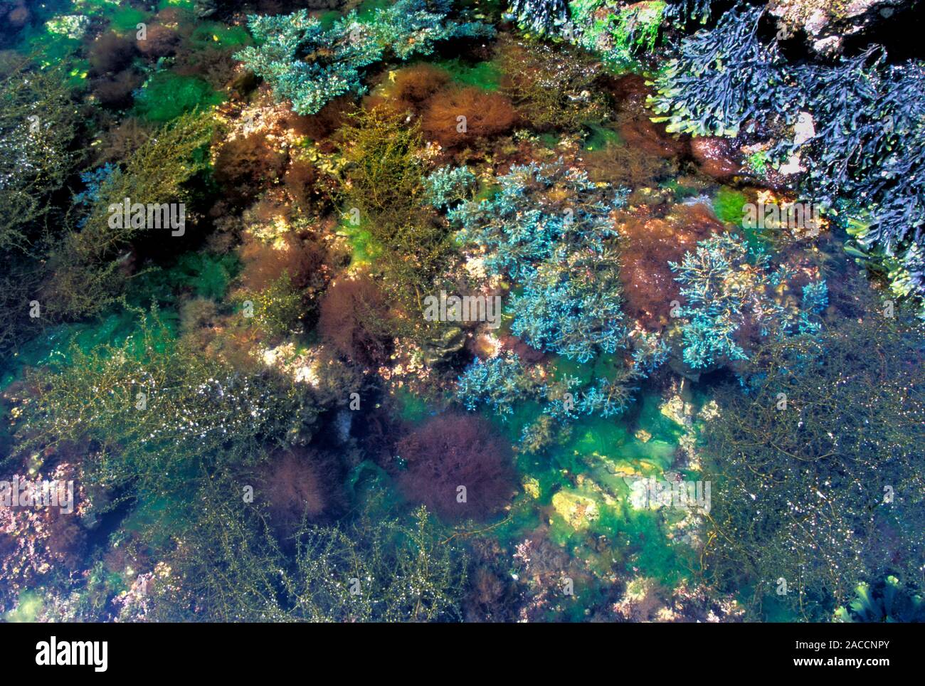 Seaweed. Rock pool containing a variety of green, red and brown seaweed ...