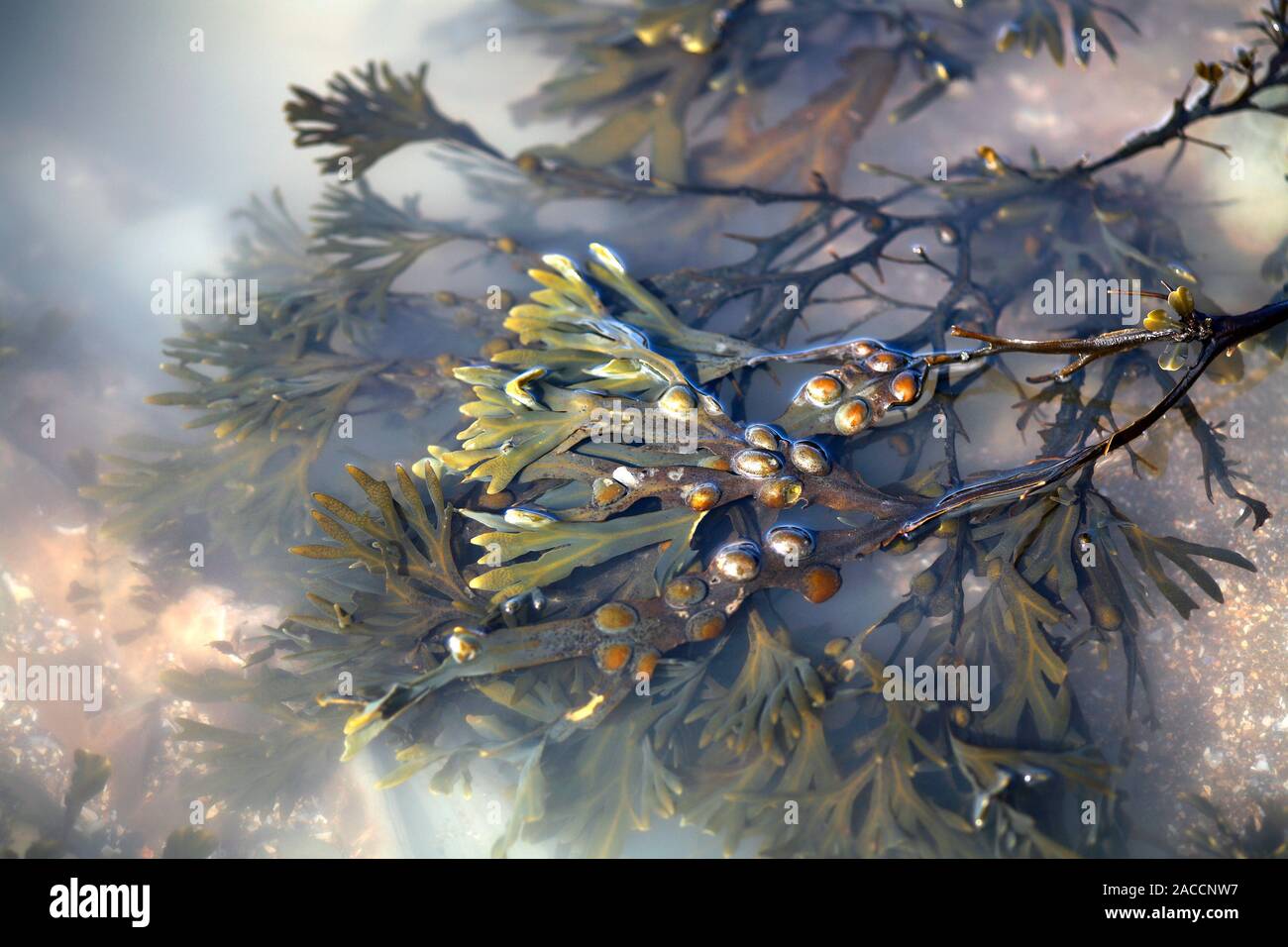 Bladder wrack (Fucus vesiculosus) seaweed in a rock pool. As a good ...