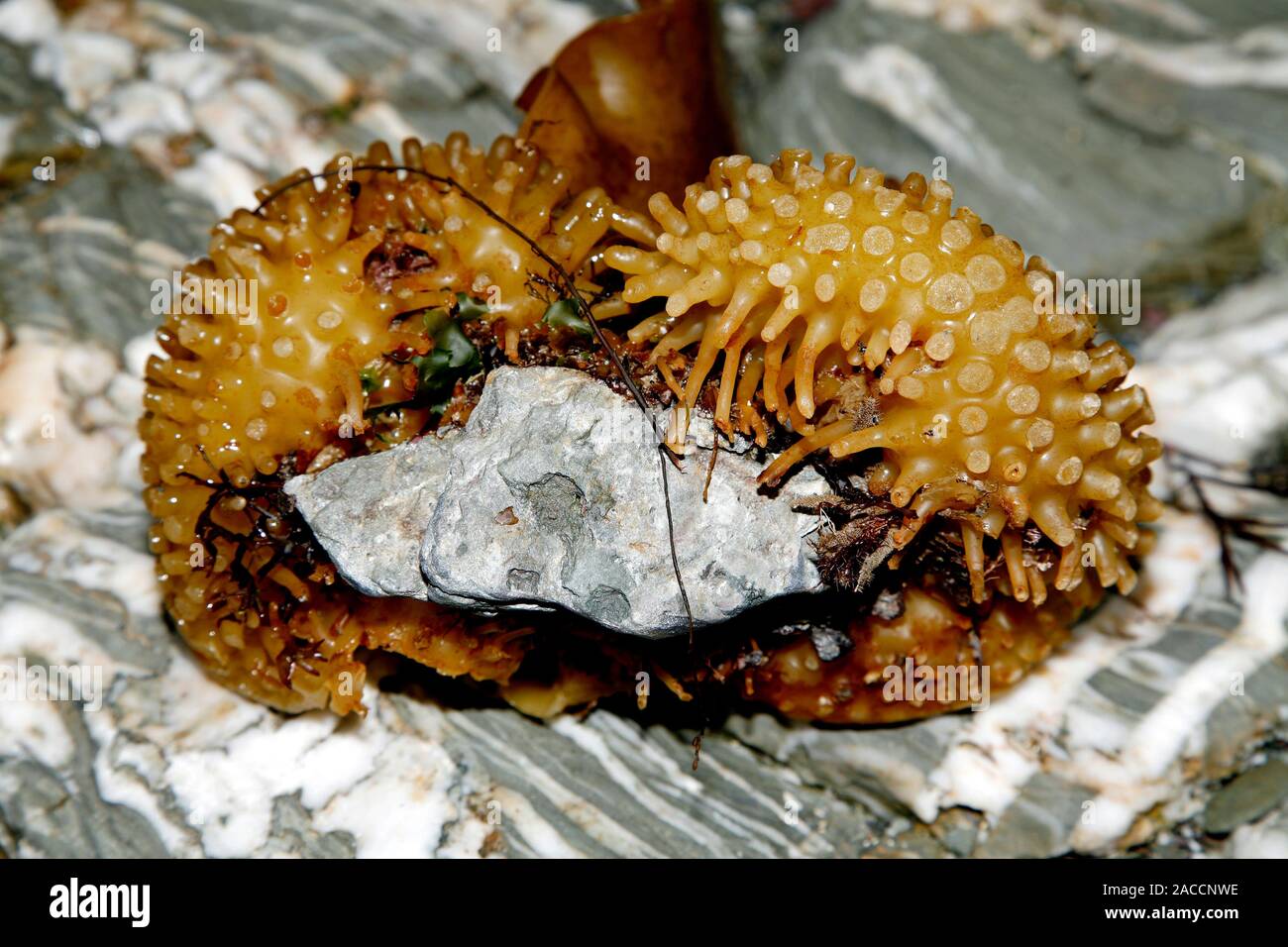 Furbelows seaweed holdfast (Saccorhiza polyschides) anchored to a rock ...