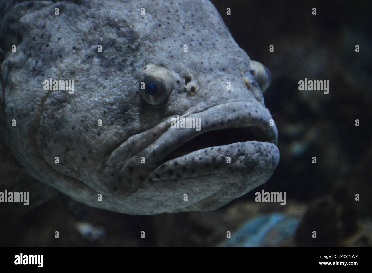 Large gray fish swimming in the tank Stock Photo - Alamy