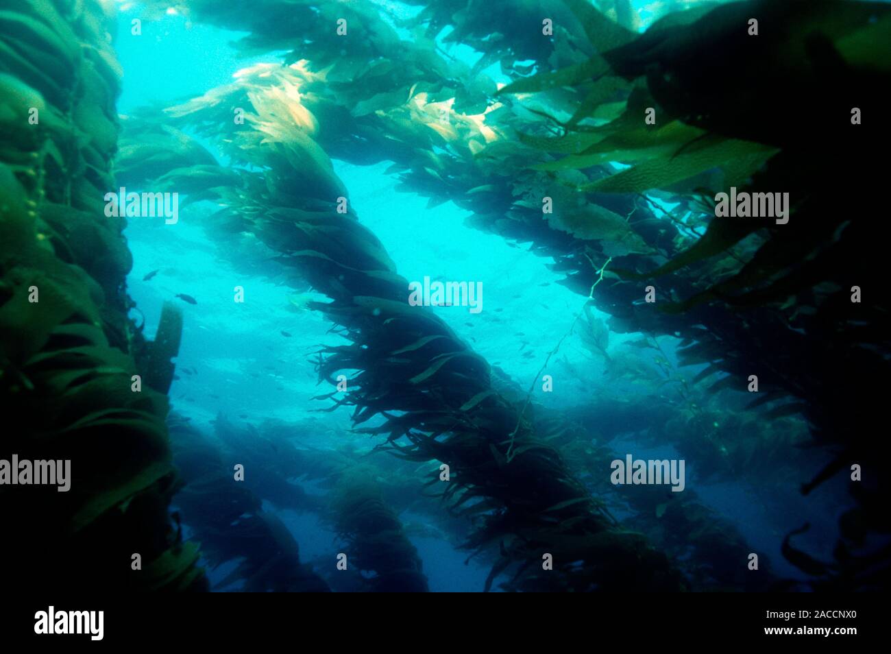 Giant kelp (Macrocystis pyrifera). Photographed in California, USA ...