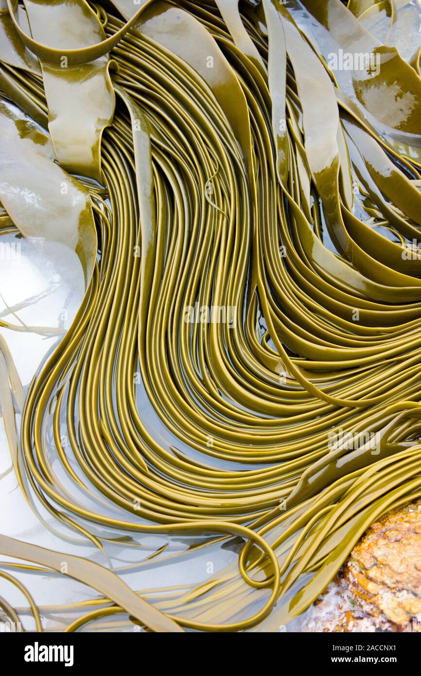 Kelp seaweed. Strands of Kelp (family Laminariaceae) in a tide pool on ...