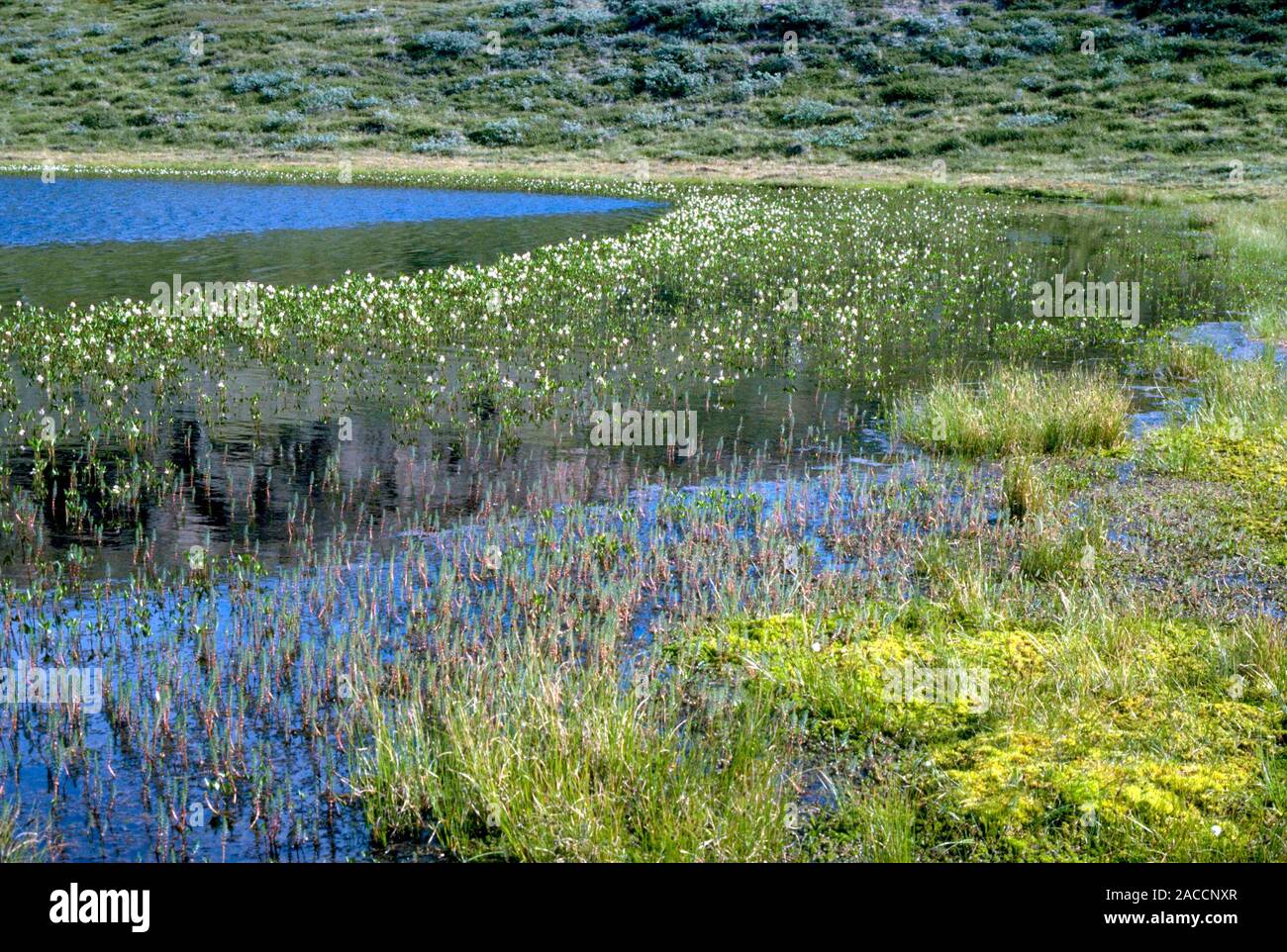 Arctic pond with Bogbean (Menyanthes sp.) zonation Stock Photo - Alamy