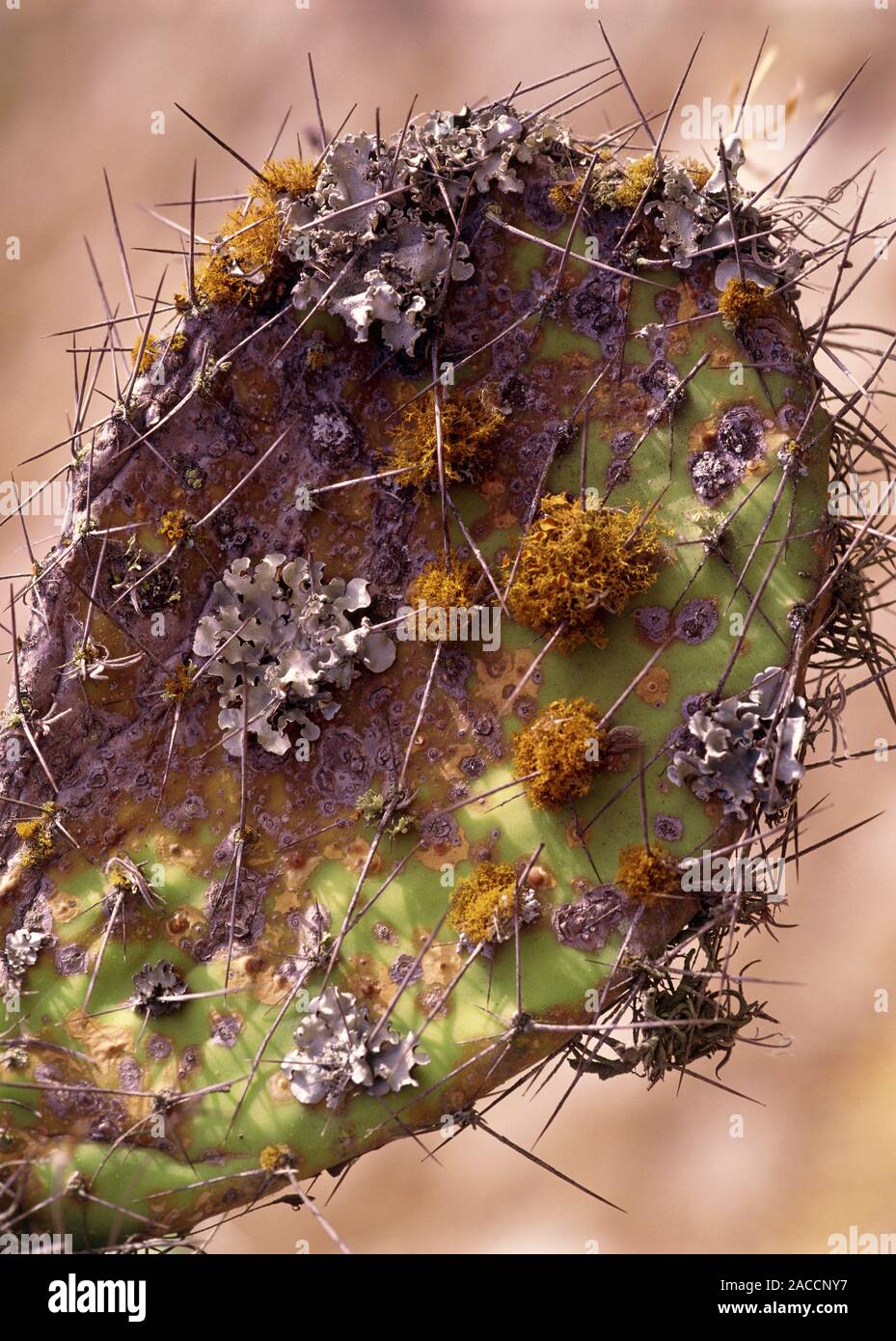 Lichen species growing on an Opuntia cactus leaf. Two forms of lichen ...