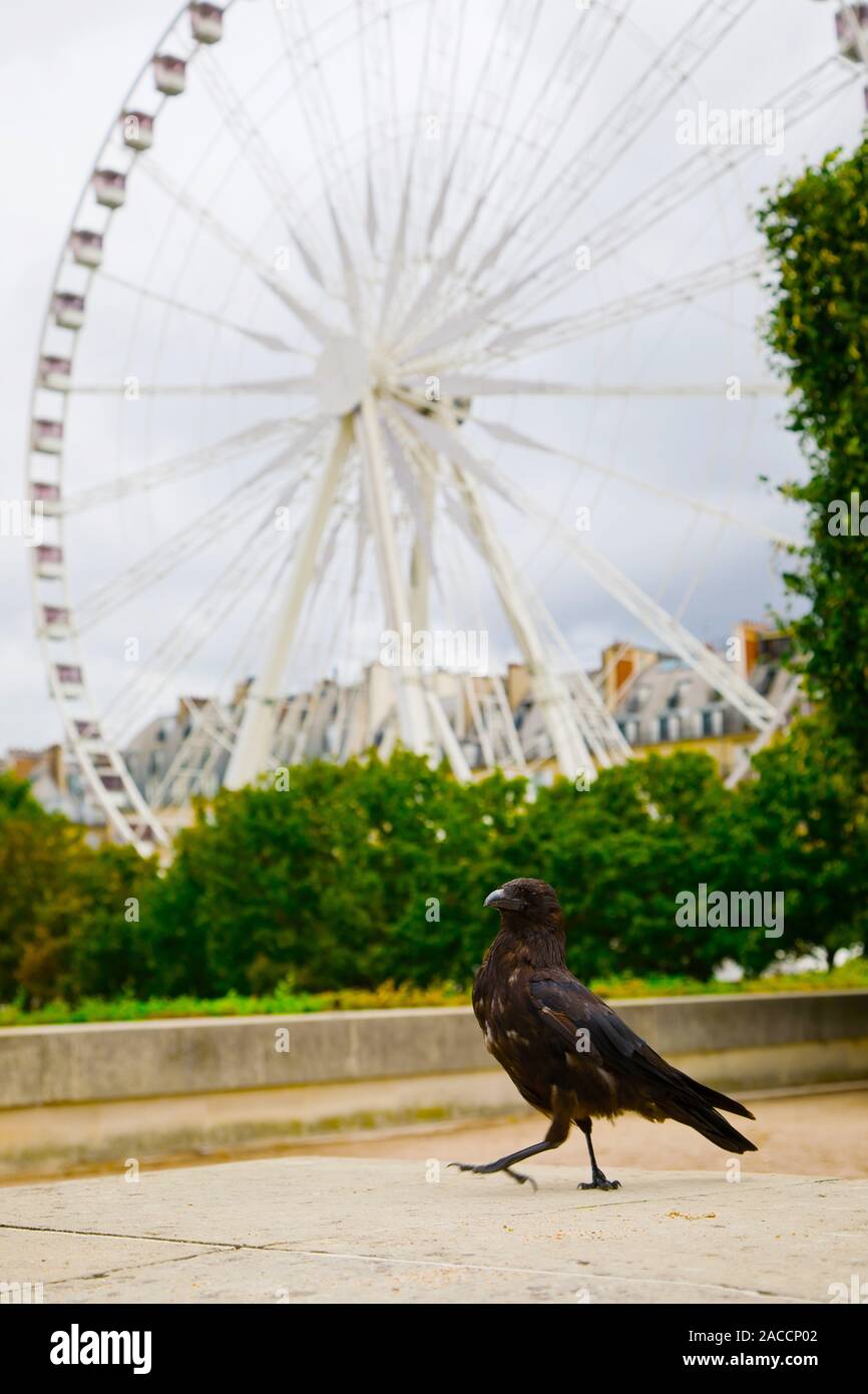 Crow sitting in front of big russian wheel carousel Stock Photo - Alamy