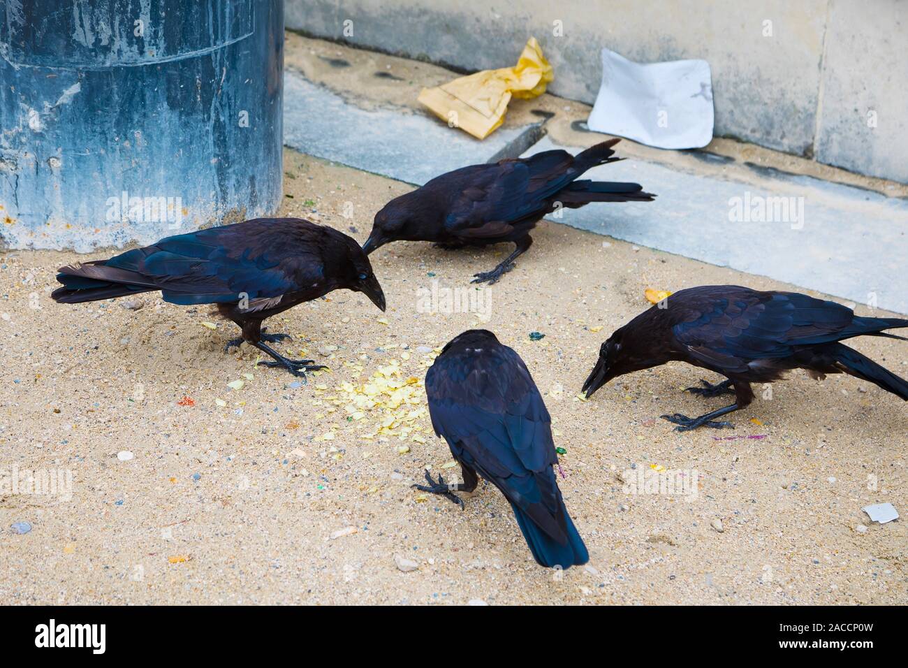 Raven eating carrion hi-res stock photography and images - Alamy