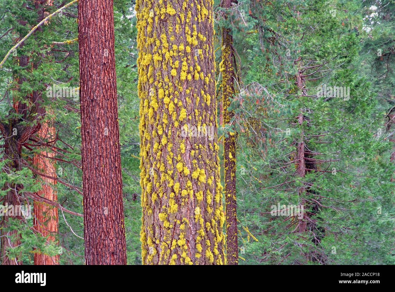 Lichens. Yellow lichens growing on the trunk of a conifer tree in a ...