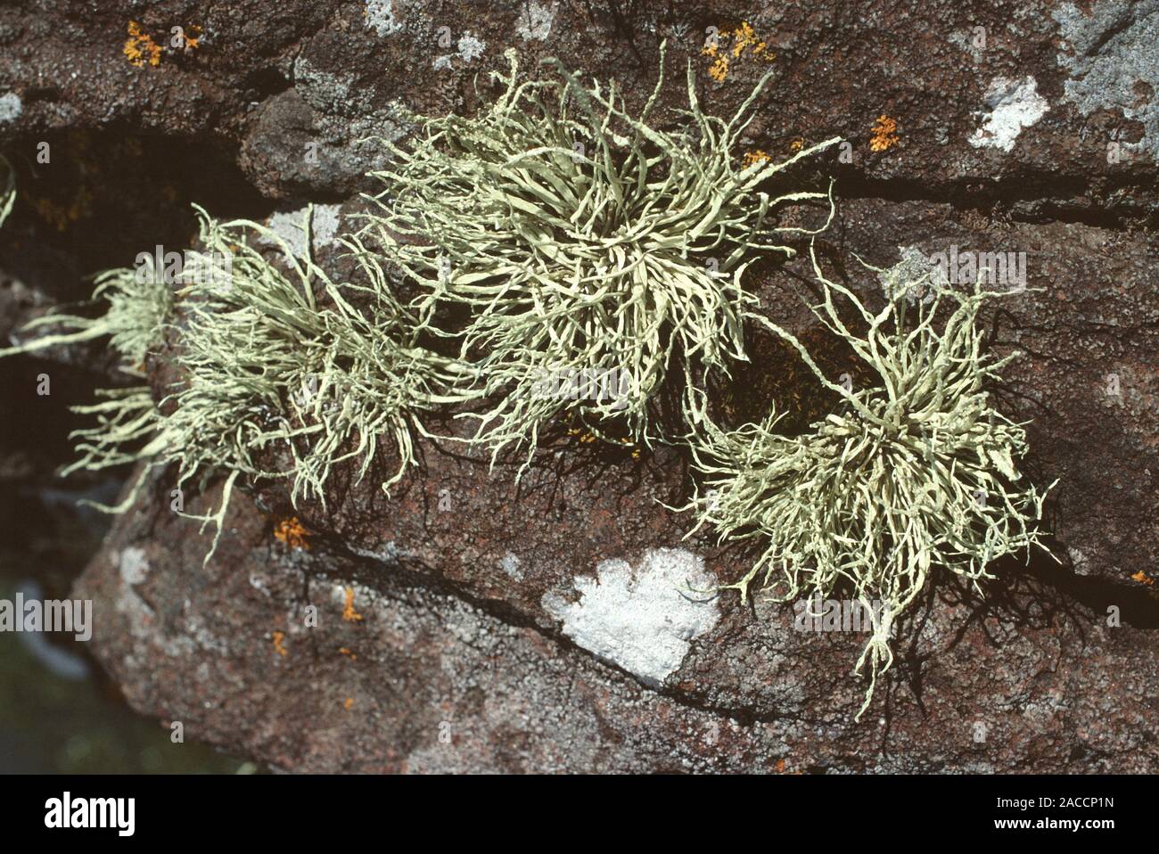 Sea ivory lichen (Ramalina siliquosa) growing on a coastal rock. A ...