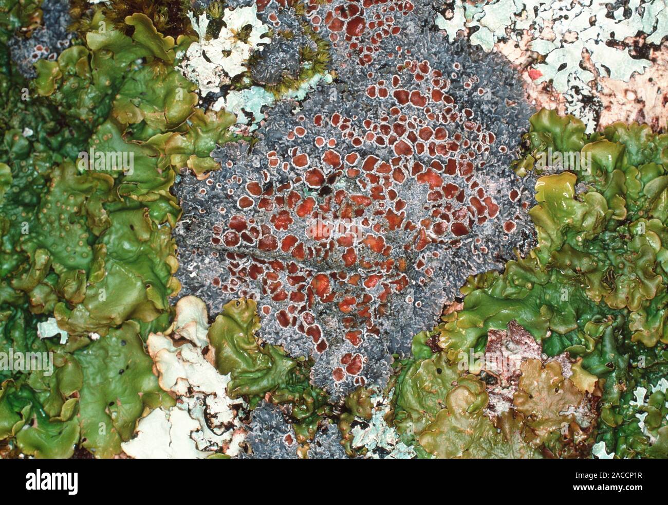Lichens growing on the bark of a rowan tree (Sorbus aucuparia) near the ...