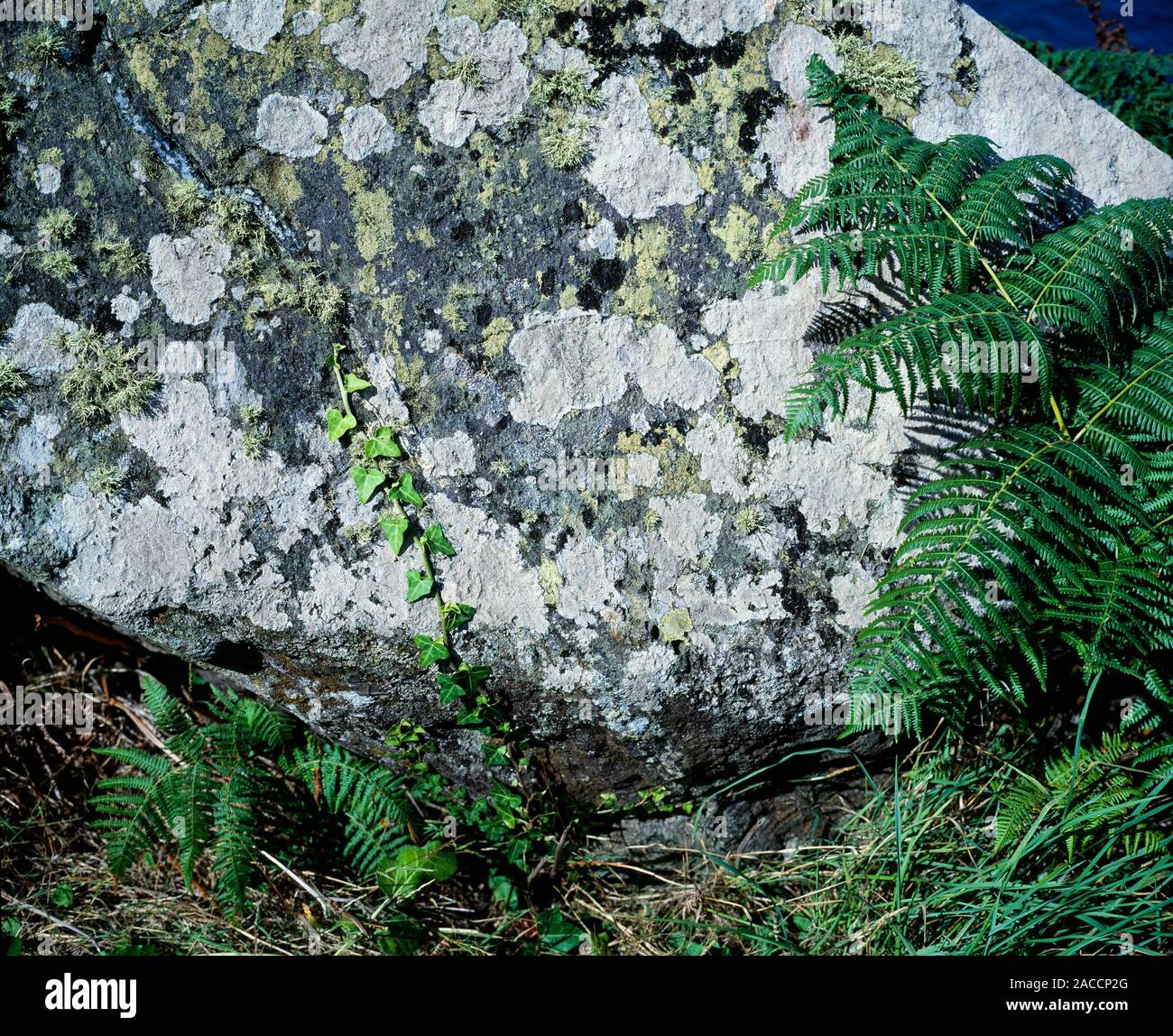 Lichens on rock. Lichen is a symbiotic organism comprising an alga and ...
