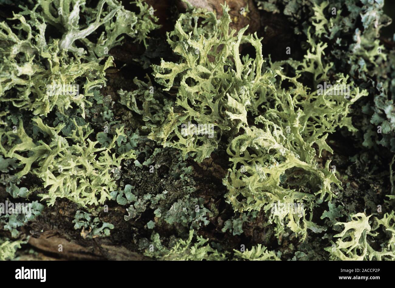 Lichen (Hypogymnia physodes). Lichens are symbiotic organisms formed of ...