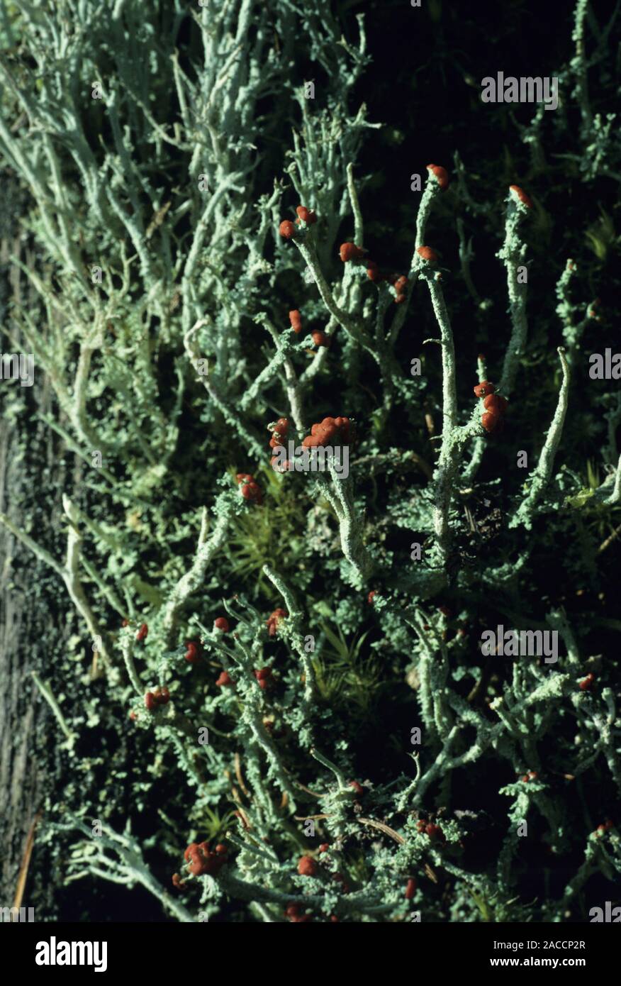Lichen (Cladonia furcata). The round structures (red) are the fruiting ...