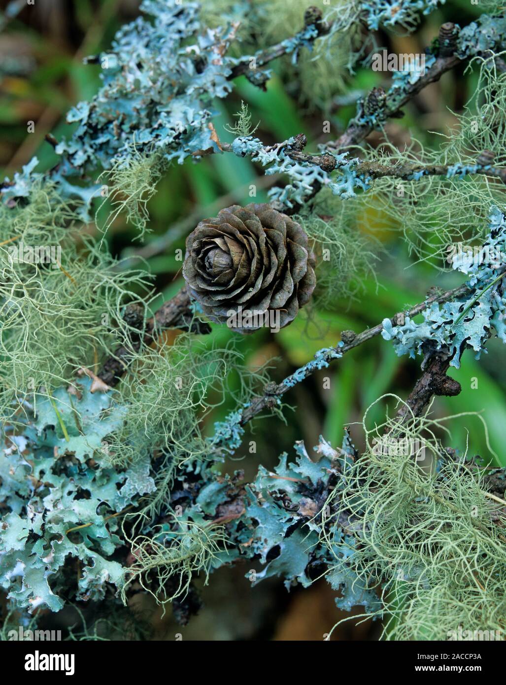 Lichen growing on a fallen conifer tree. Lichens are symbiotic ...