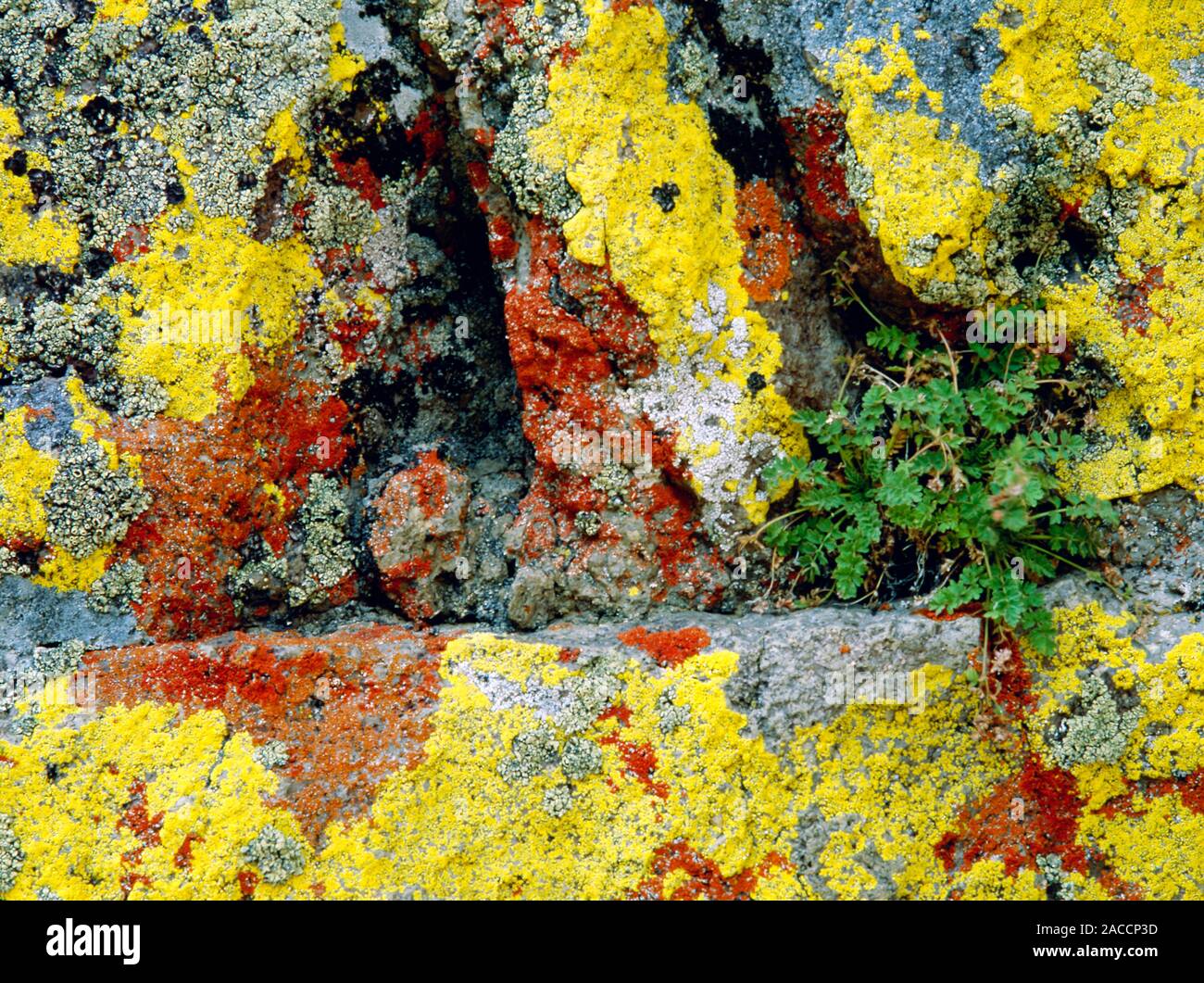 Lichen. Lichens are symbiotic organisms formed of a fungus and an alga ...