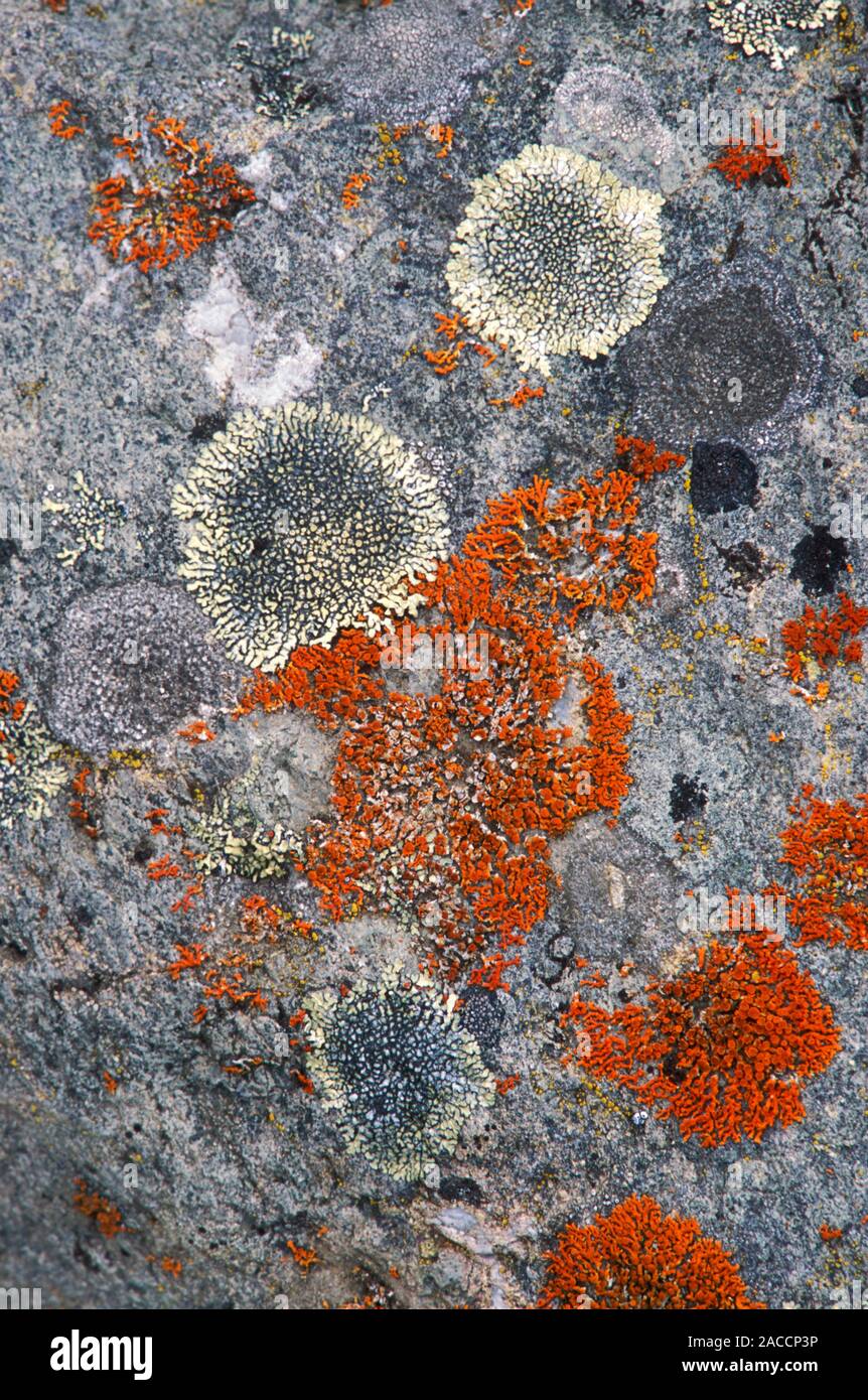 Lichens. Powdered orange (Xanthoria fallax, orange) and powdered ...